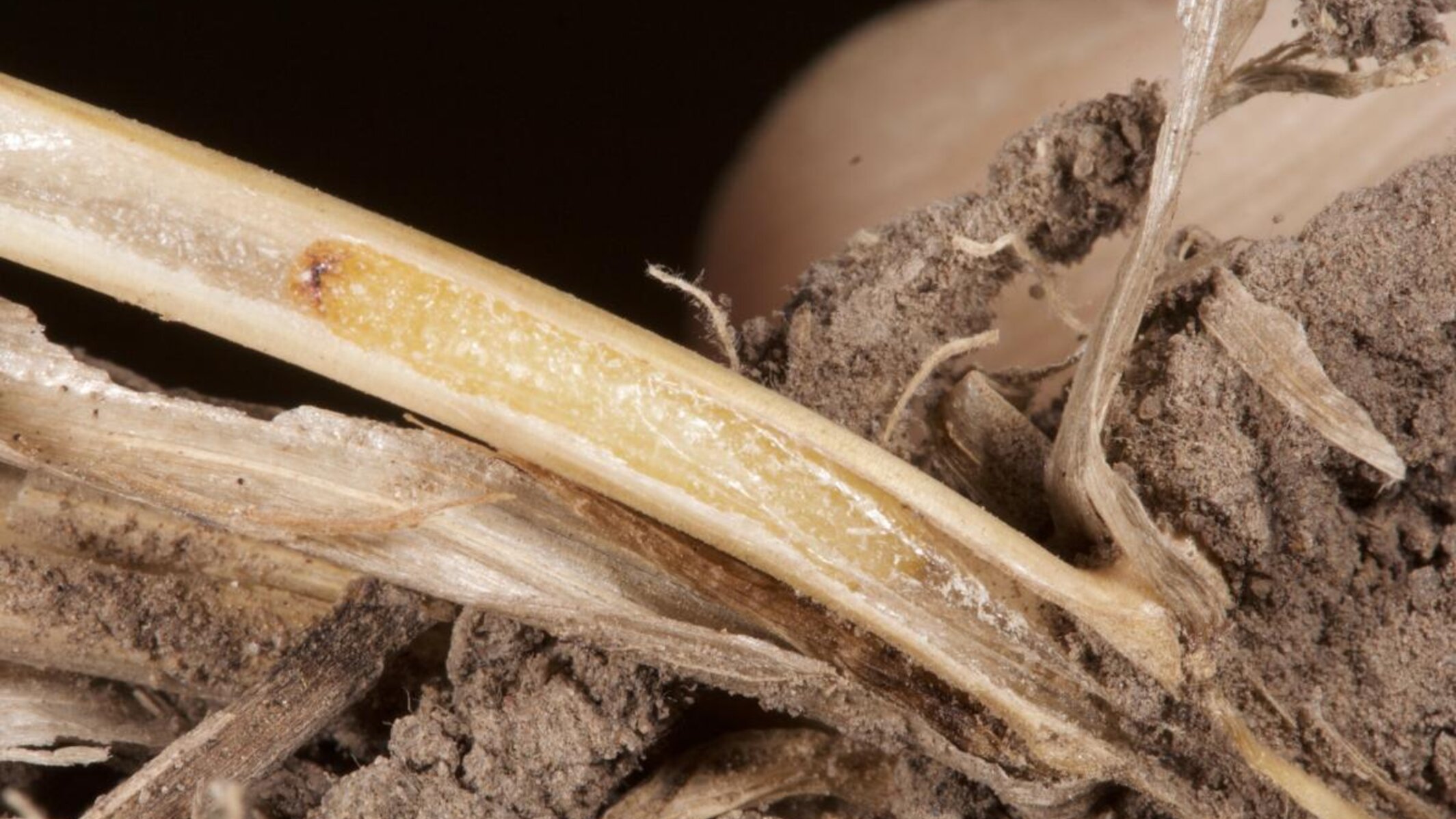 How Have the Cold February Temperatures Affected Insect Overwintering ...