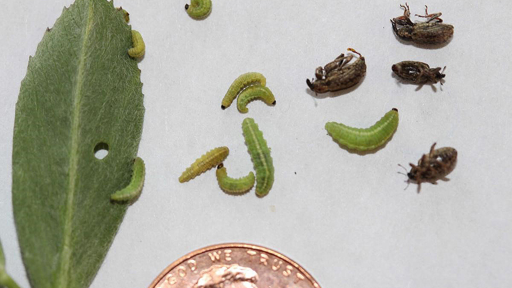 Alfalfa Weevil Surging in Alfalfa Fields | CropWatch | Nebraska