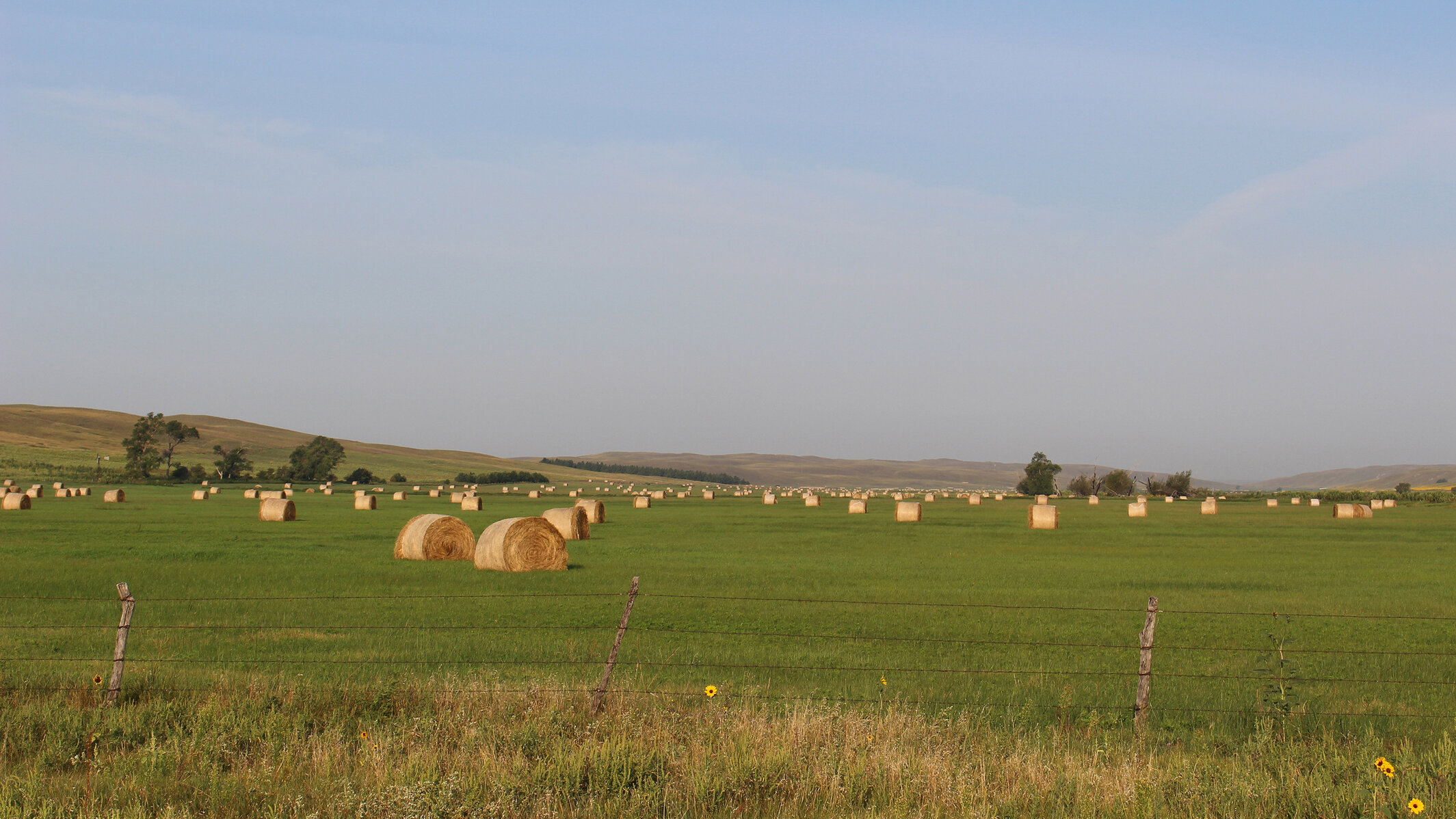 Pasture and Forage Minute: Harvesting Small Grains, Fertilizing Hay ...