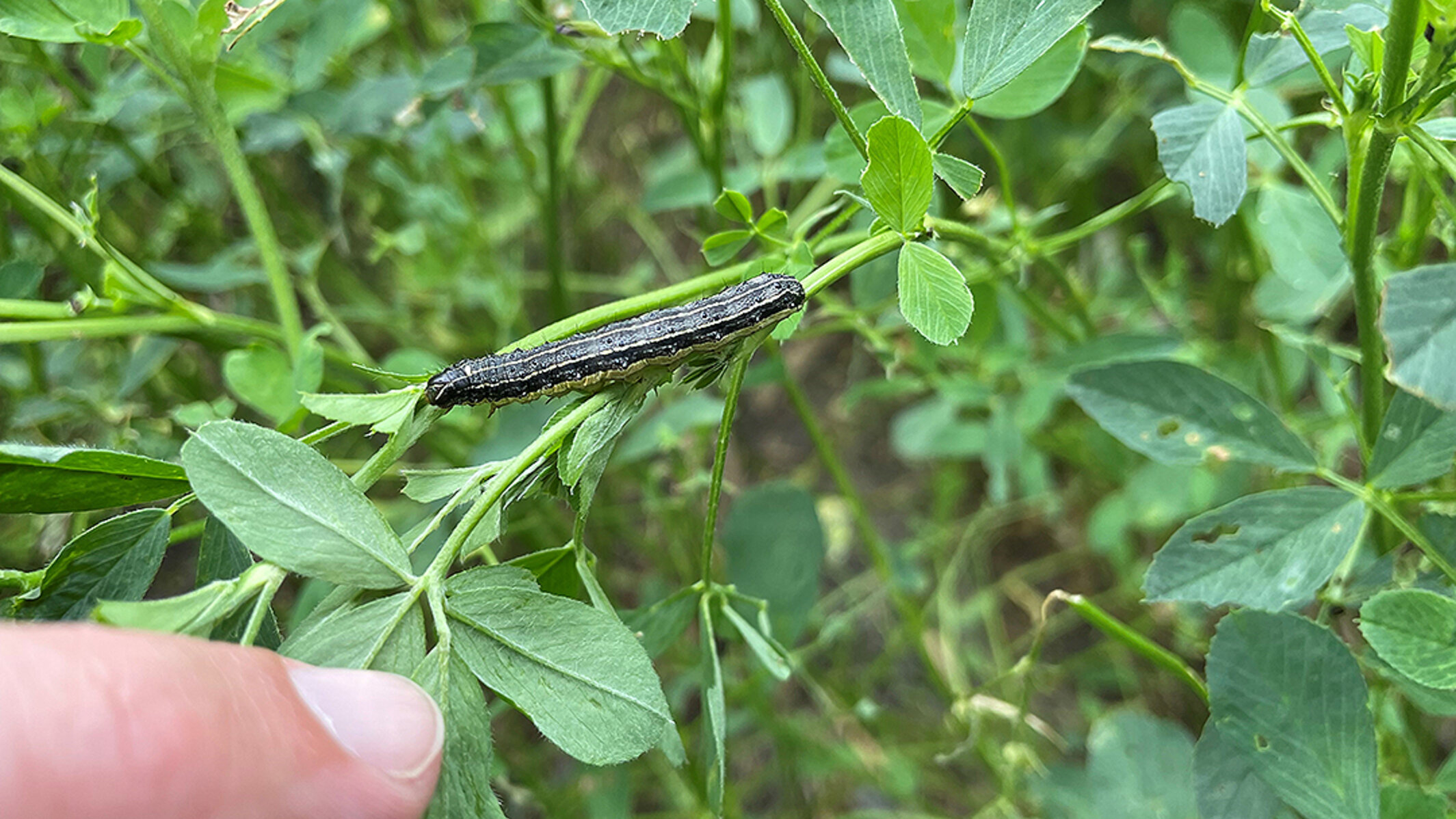 Fall Armyworms Damaging Alfalfa in Southeast Nebraska | CropWatch ...