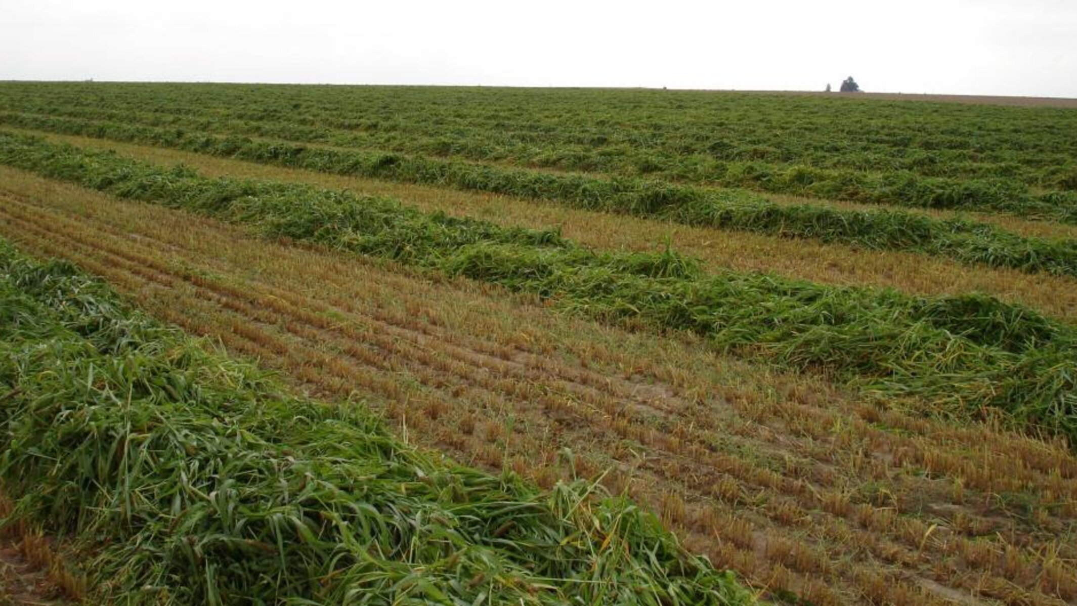 Pasture and Forage Minute: Planning Winter Forages, Windrow Grazing ...