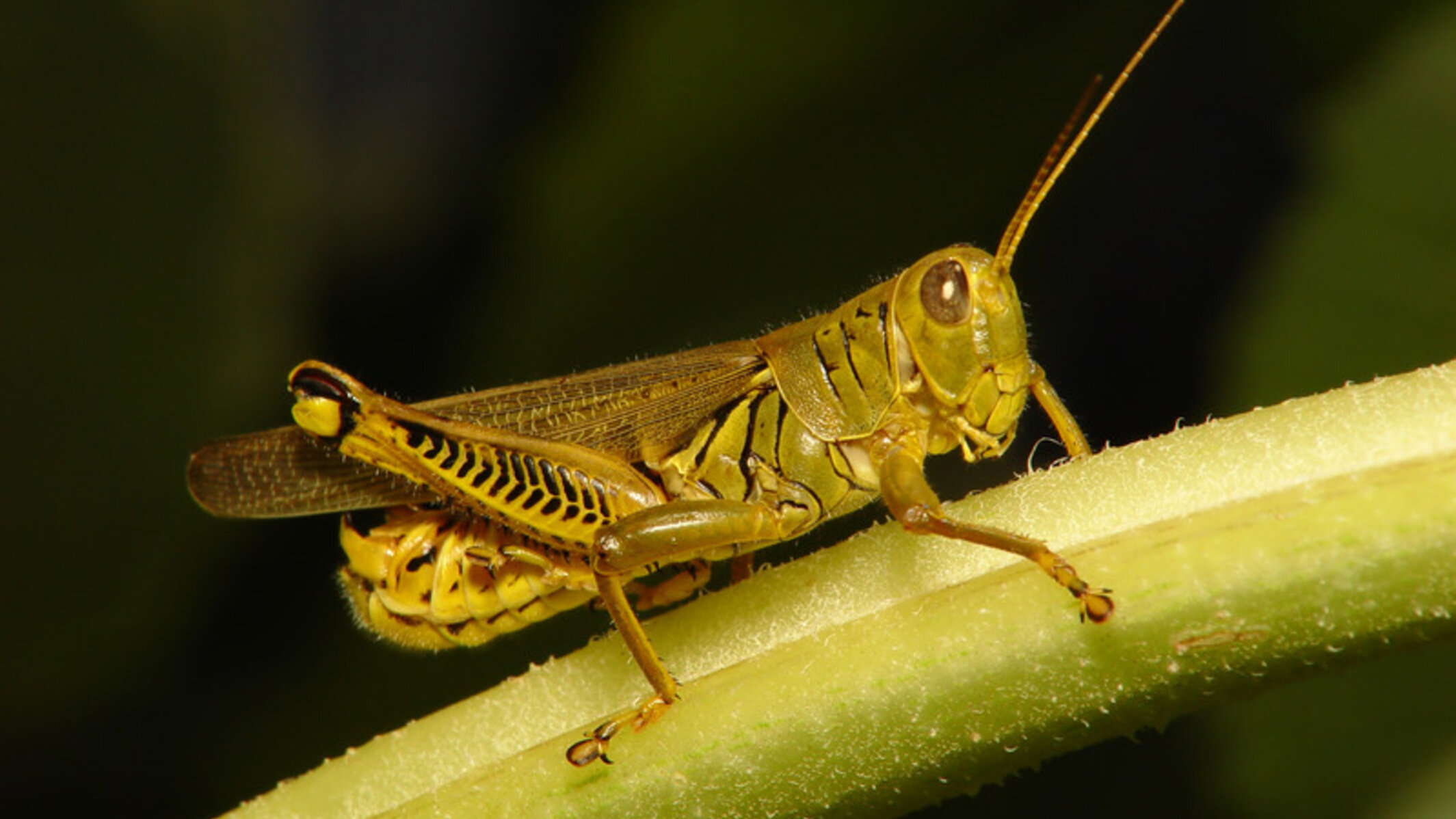 Pasture and Forage Minute: Grasshopper Control, Safe Grazing Guidelines ...