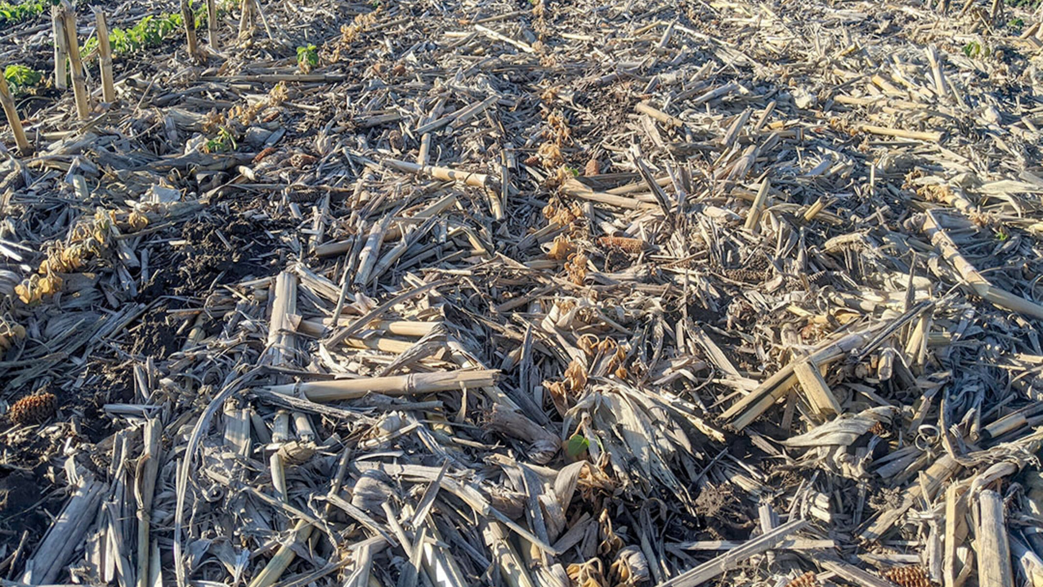 Assessing Plant Recovery and Replant Considerations | CropWatch | Nebraska