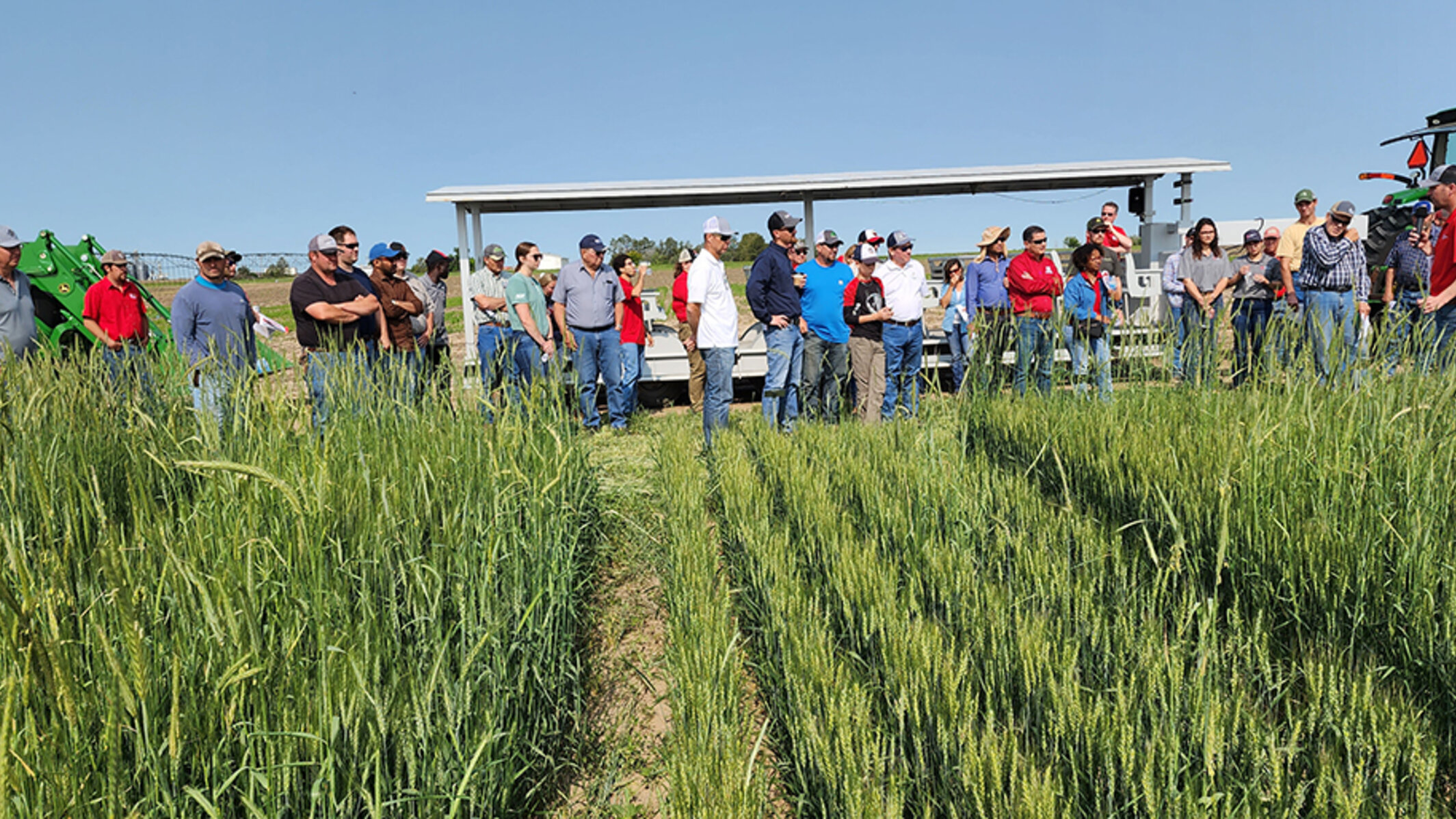 Wheat Disease Update: Overview of the 2023 Growing Season | CropWatch ...
