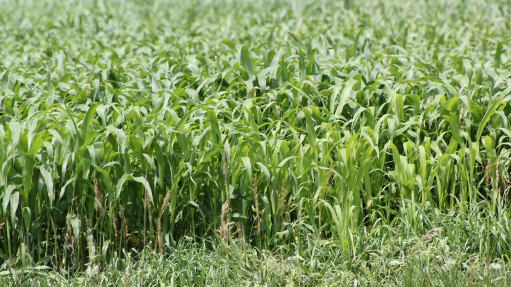 Annual Forage Options for July or August Planting | CropWatch | Nebraska