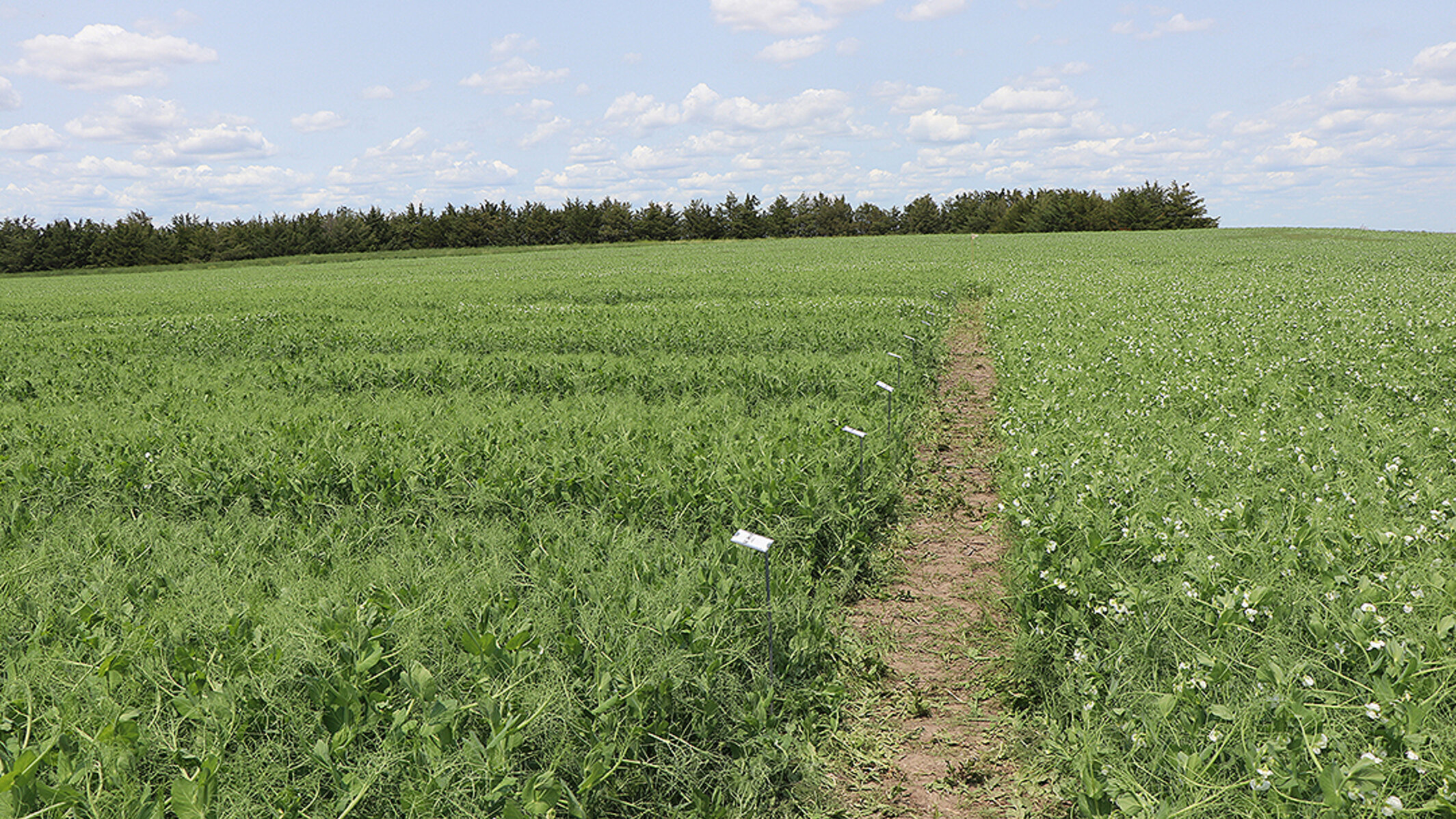 Results for 2023 Nebraska Pea Variety Testing Released | CropWatch ...
