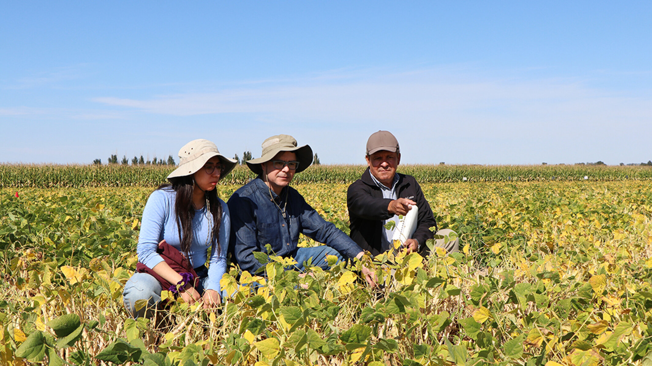Bean Breeders Scout Fields for Desirable Bean Genetics | CropWatch ...