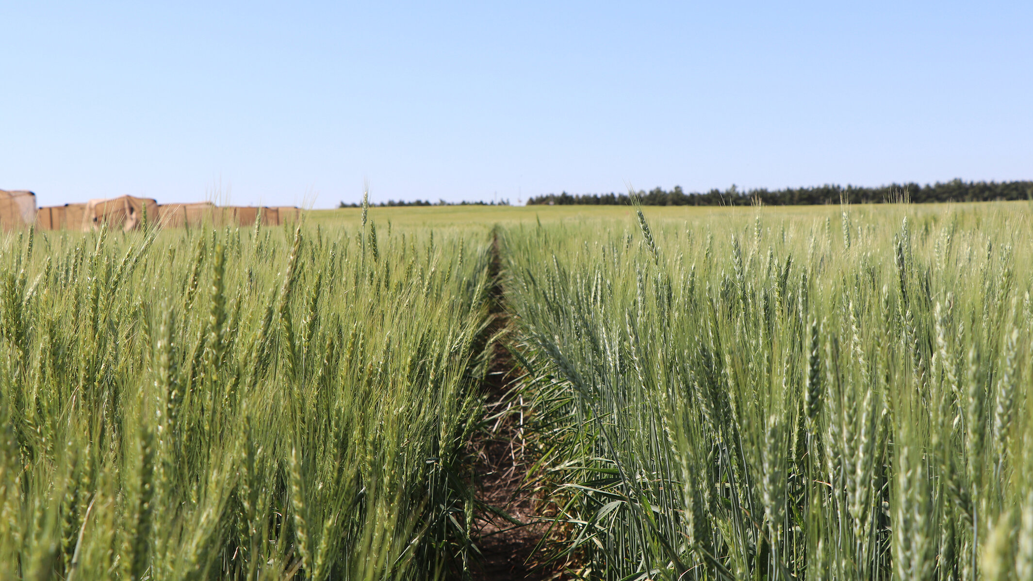 Roots of Progress: The Hybrid Wheat Journey Continues | CropWatch ...