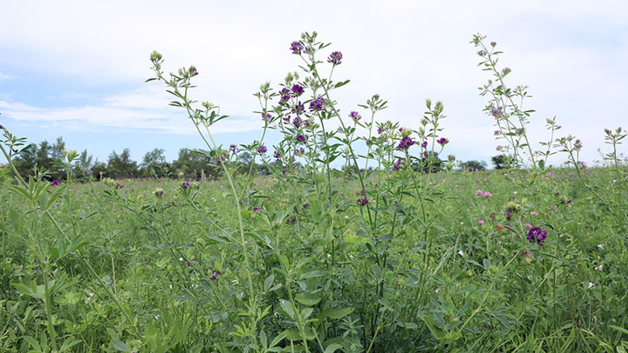 Pasture and Forage Minute: Prepare for Drought with Summer Grazing ...