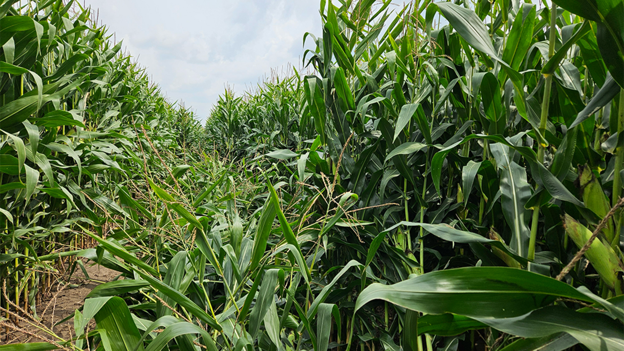 Considerations for Managing Corn Rootworm — It’s Not Too Late ...