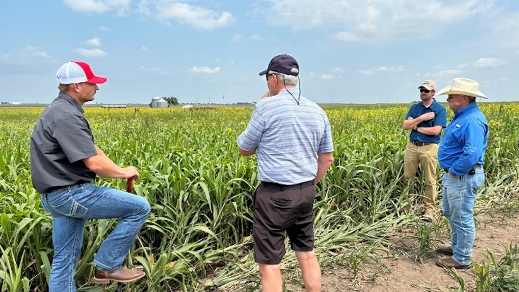 How Do Cover Crops Designed for Game Birds Affect Soil Health? | CropWatch | Nebraska