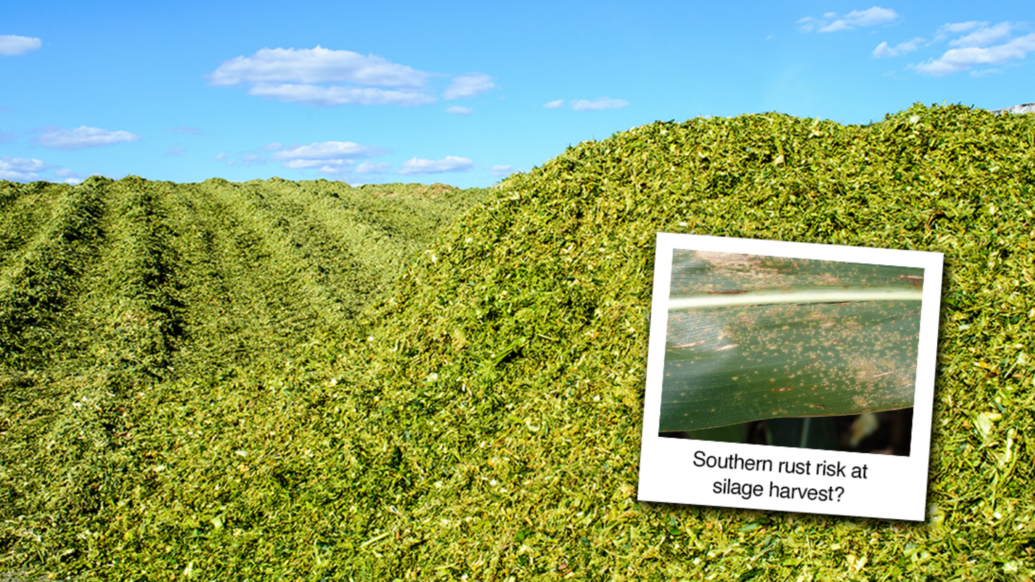 Pasture and Forage Minute: Southern Rust Impacts on Corn Silage ...