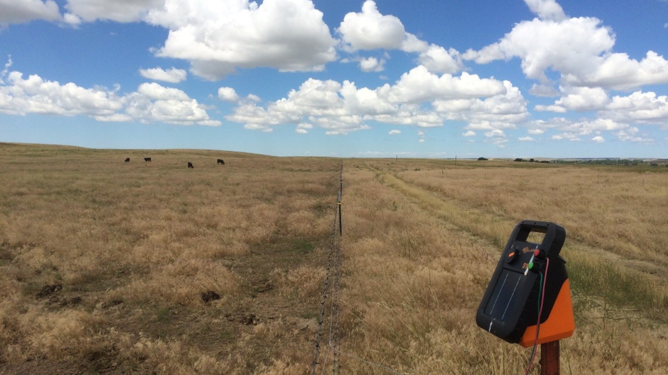 Cheatgrass Management Field Tour June 6 at Scottsbluff | CropWatch ...