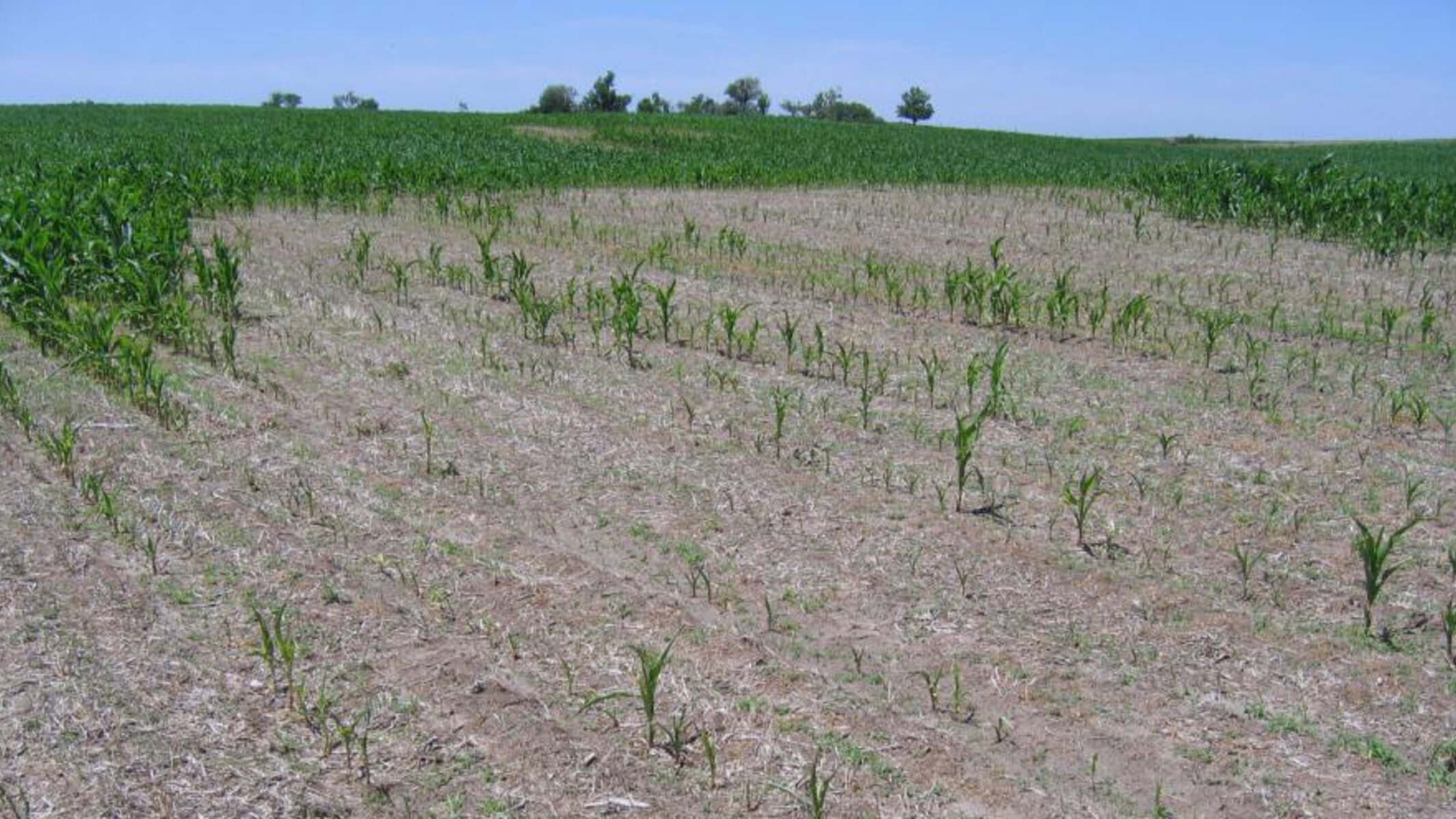 Corn Nematodes: Scout Sandy Soils Now, Other Soils Any Time | CropWatch ...