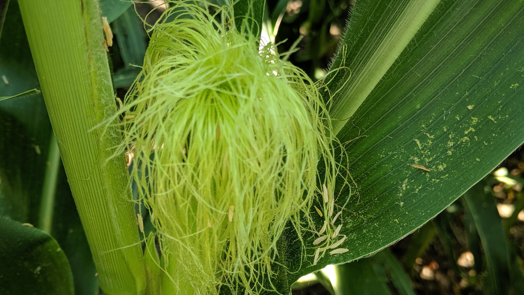 How Extended High Heat Disrupts Corn Pollination | CropWatch | Nebraska