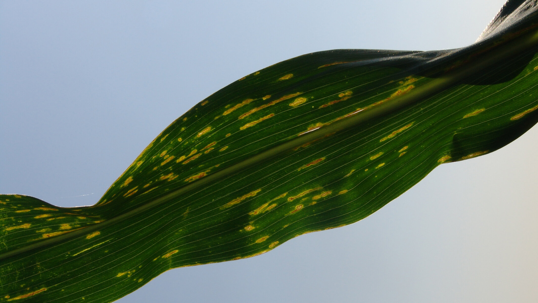 Bacterial Leaf Streak Confirmed on V4 Corn in Nebraska | CropWatch ...