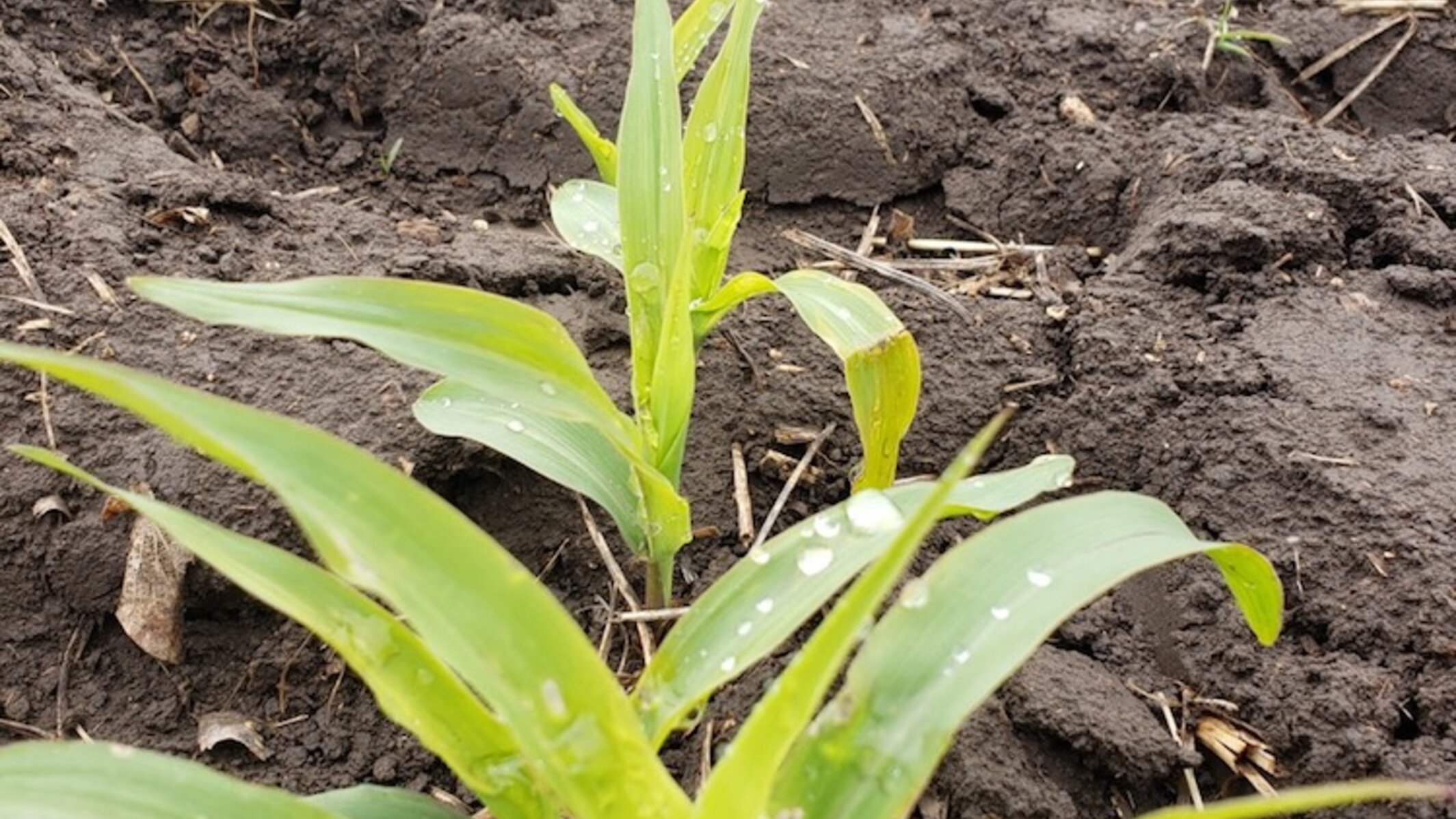 Soil Residual Herbicide Options After Corn Emergence | CropWatch | Nebraska