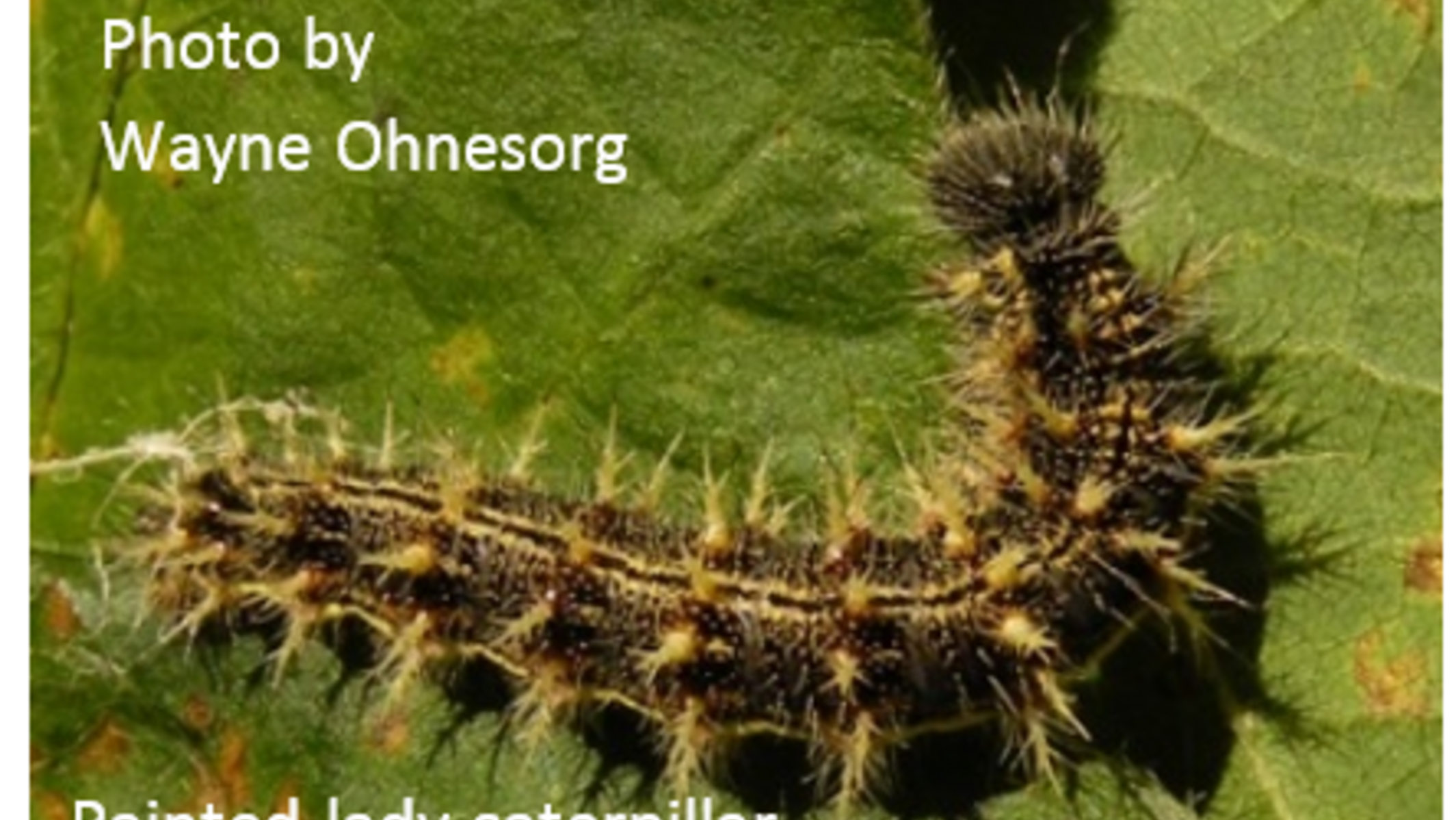 Northeast Nebraska Insect Pest Update | CropWatch | Nebraska