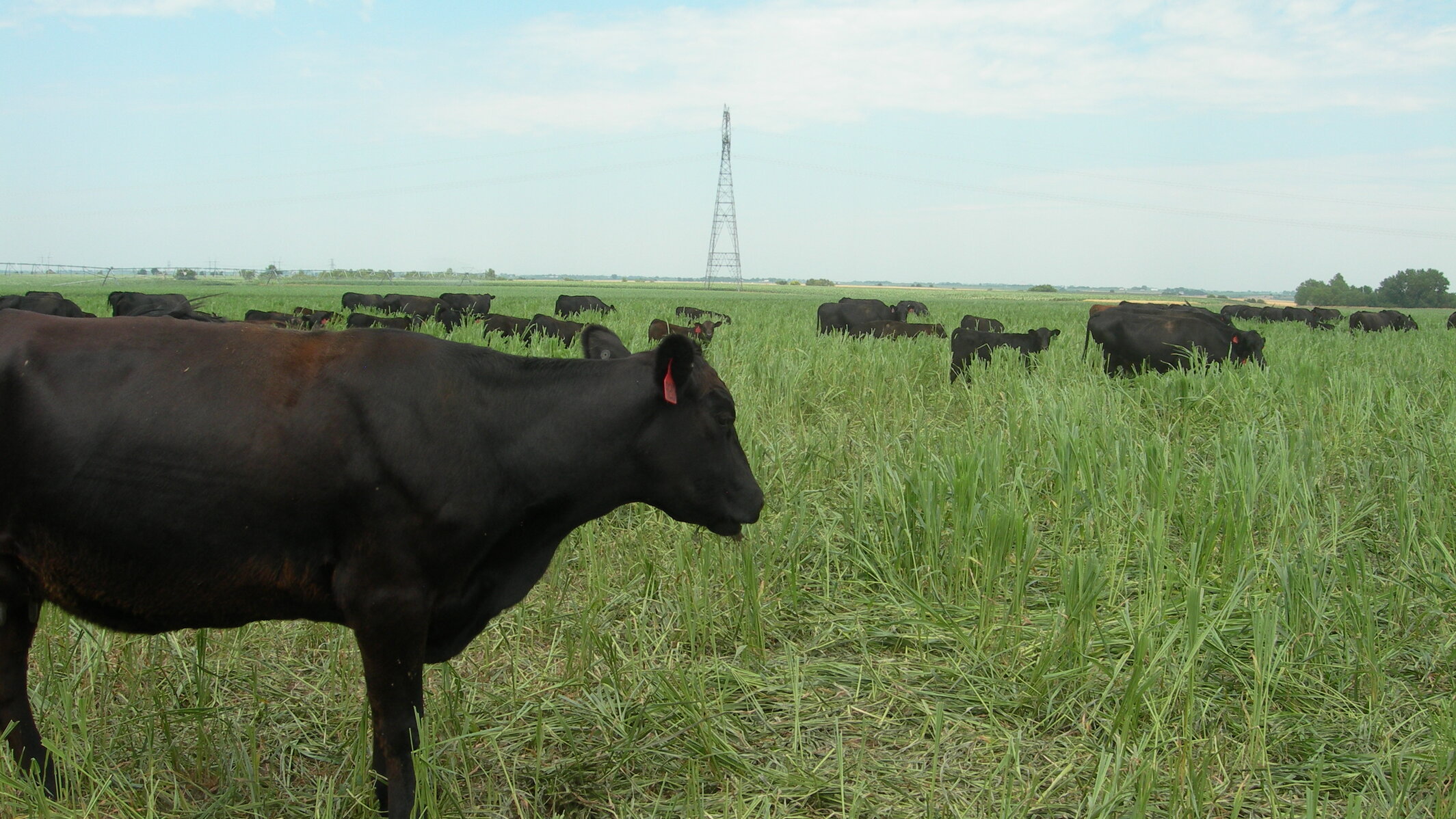 Pasture Rental Rates | CropWatch | Nebraska
