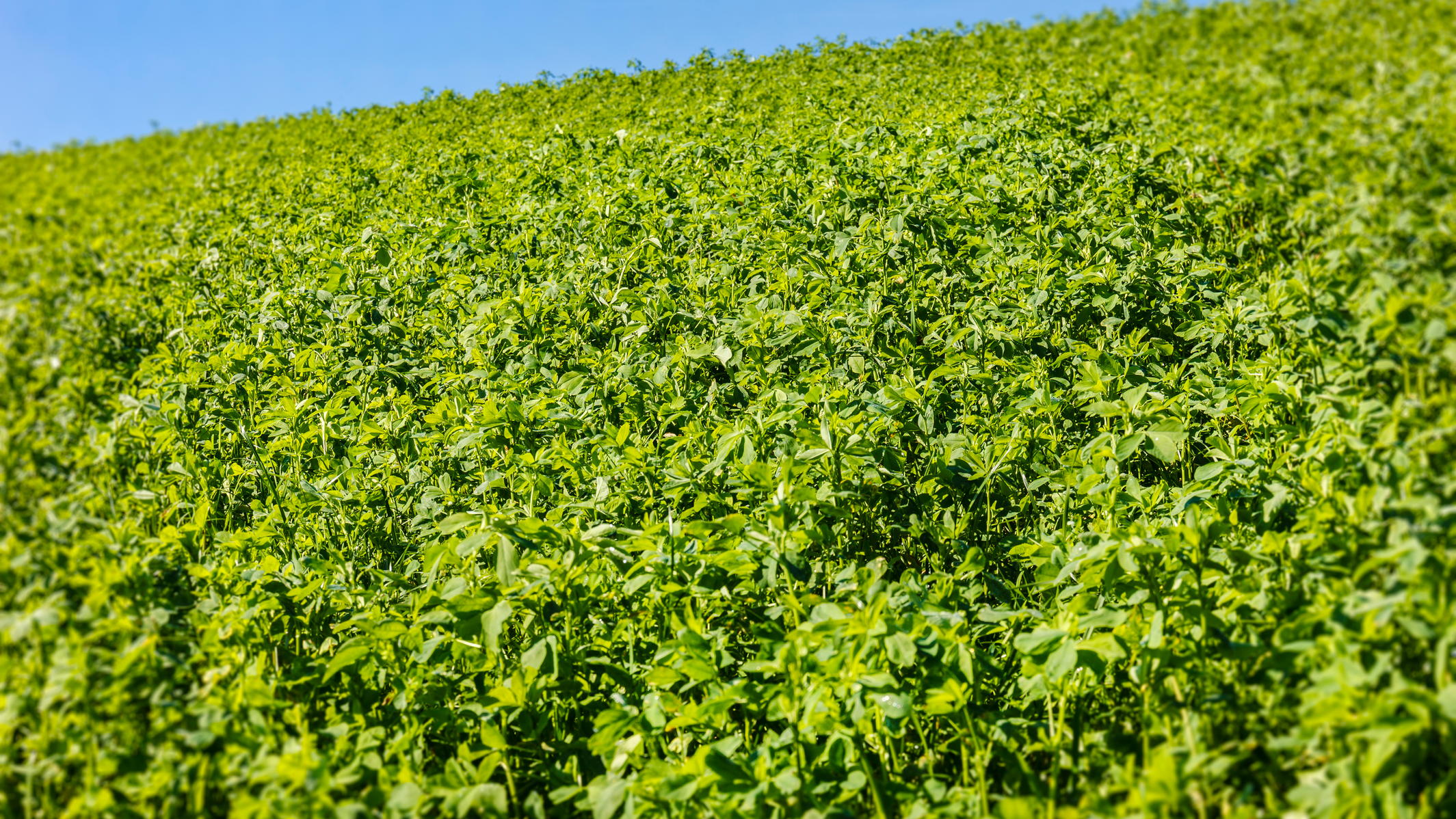Pasture and Forage Minute: Alfalfa Weevil Prep and Evaluating Stands ...