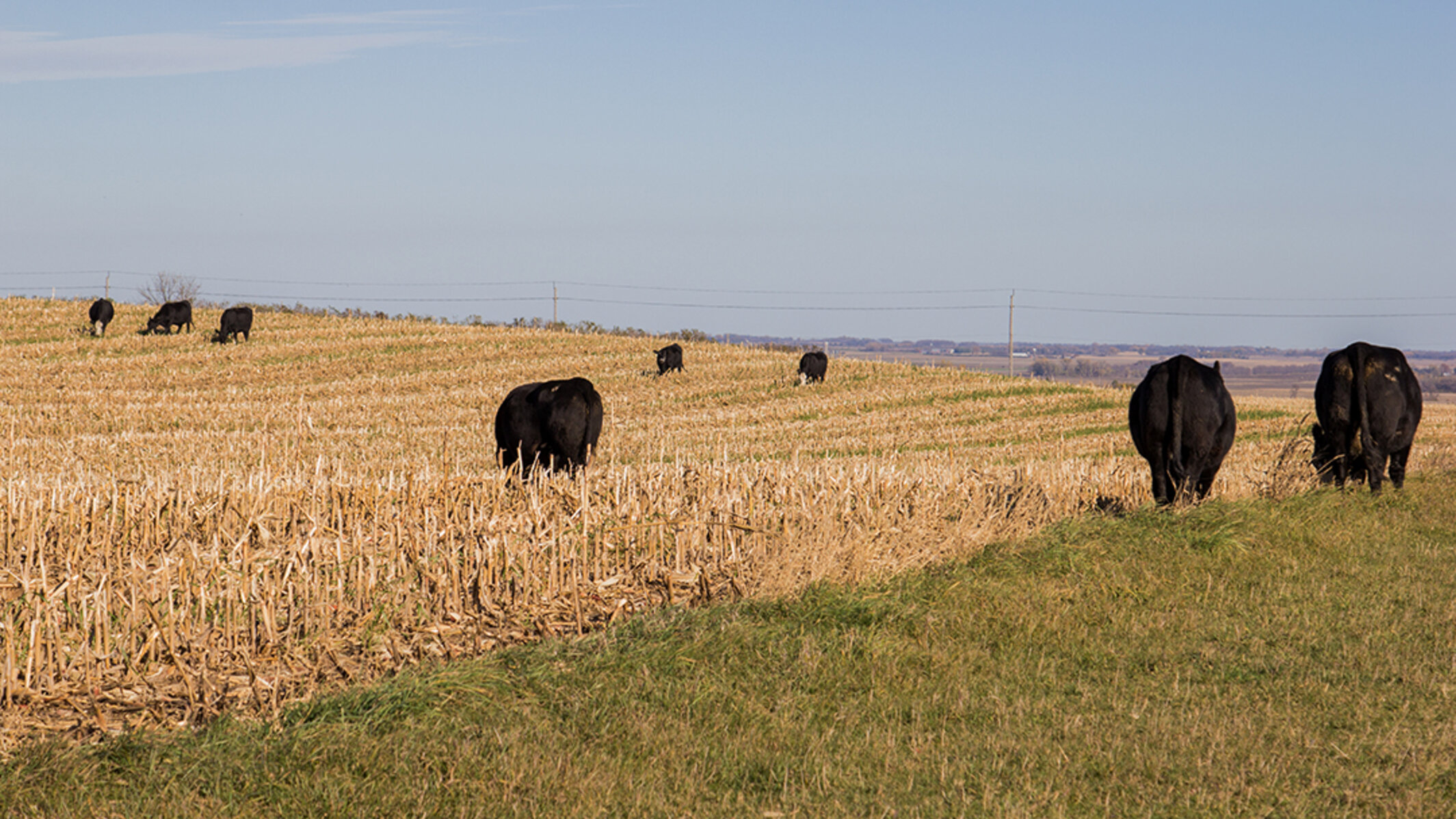 Pasture and Forage Minute: Partial Budgeting for Forage Changes ...