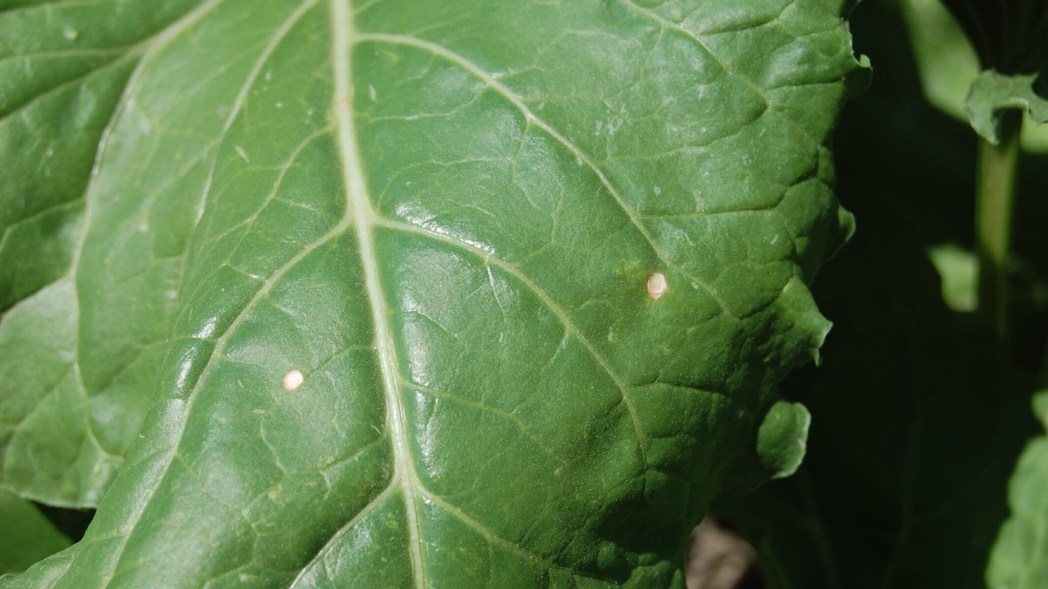 Cercospora Leaf Spot Detected in the Panhandle | CropWatch | Nebraska