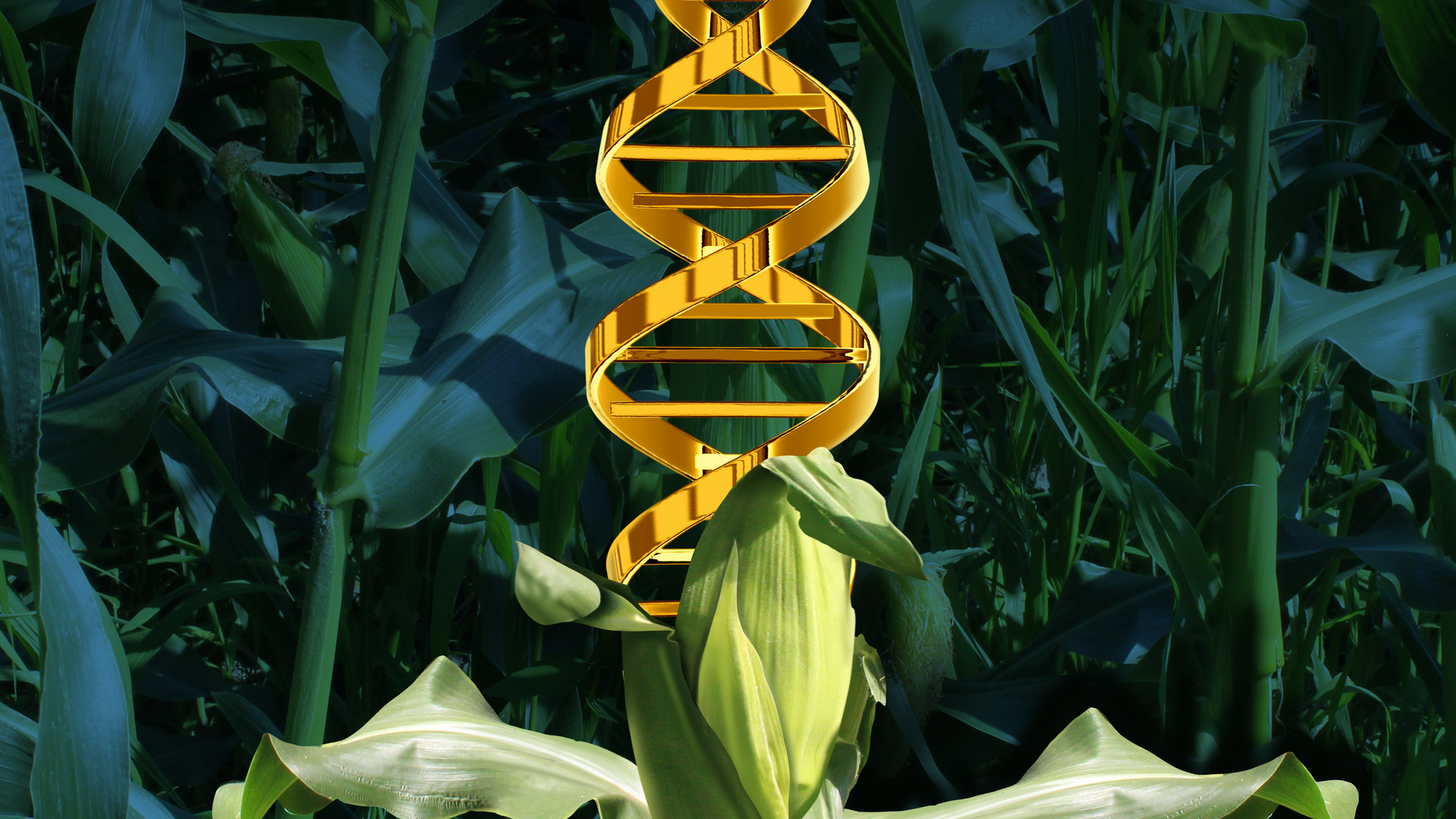 Genetic Improvement | CropWatch | Nebraska