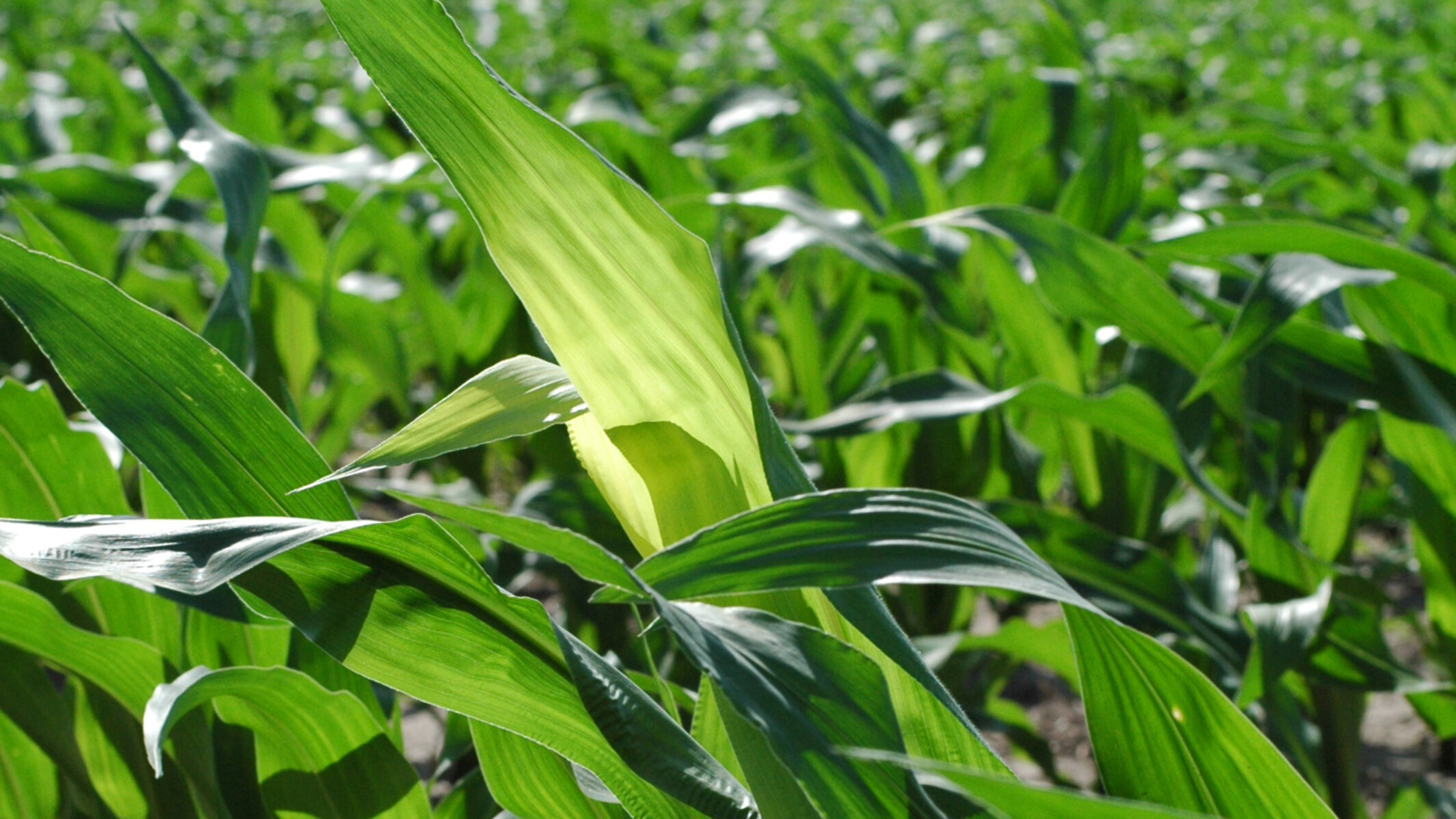 Extension Crop Reports June 5-9, 2017 | CropWatch | Nebraska