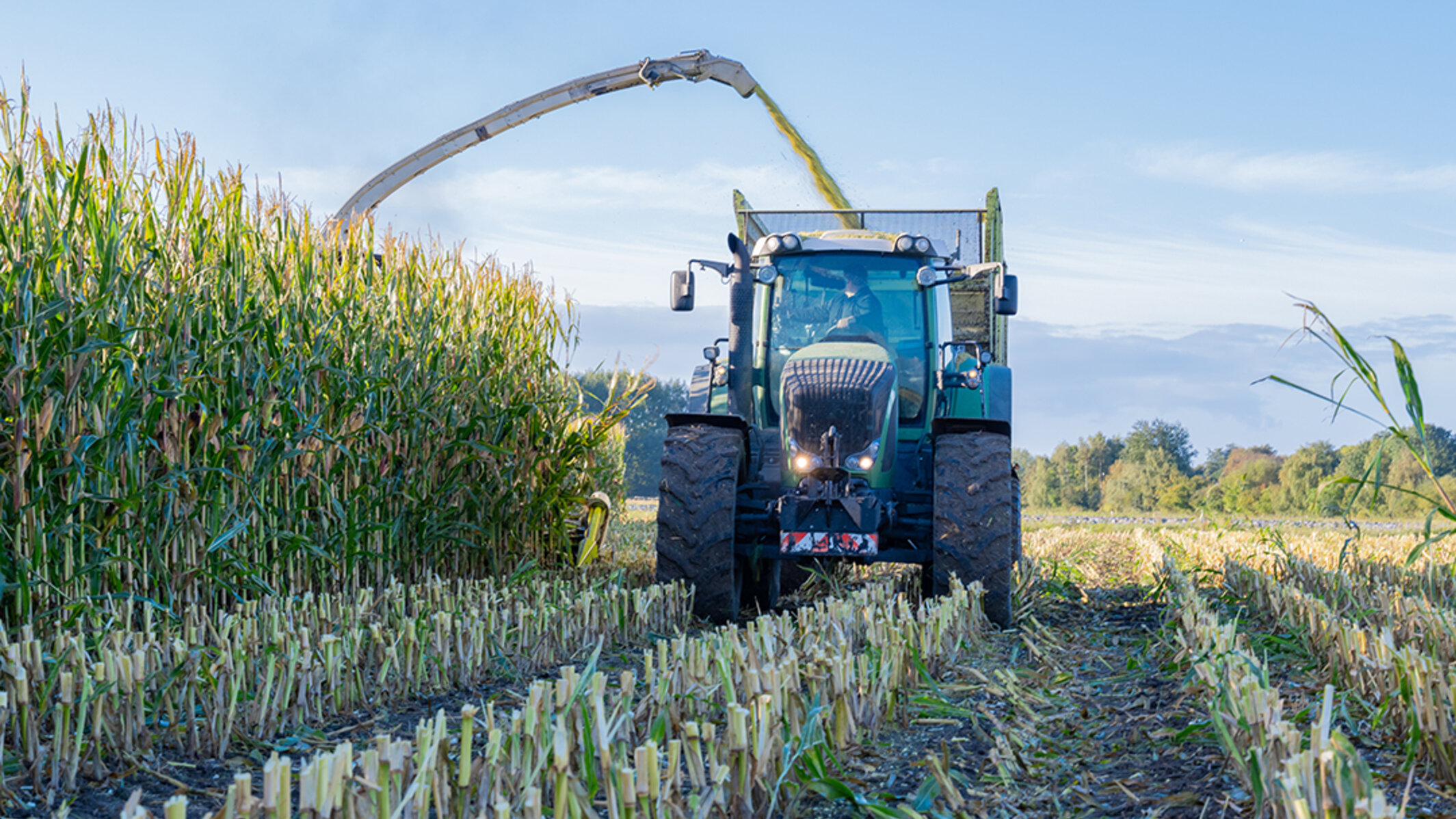 Pasture and Forage Minute: Corn Silage Kernel Processing, Cover Crop ...