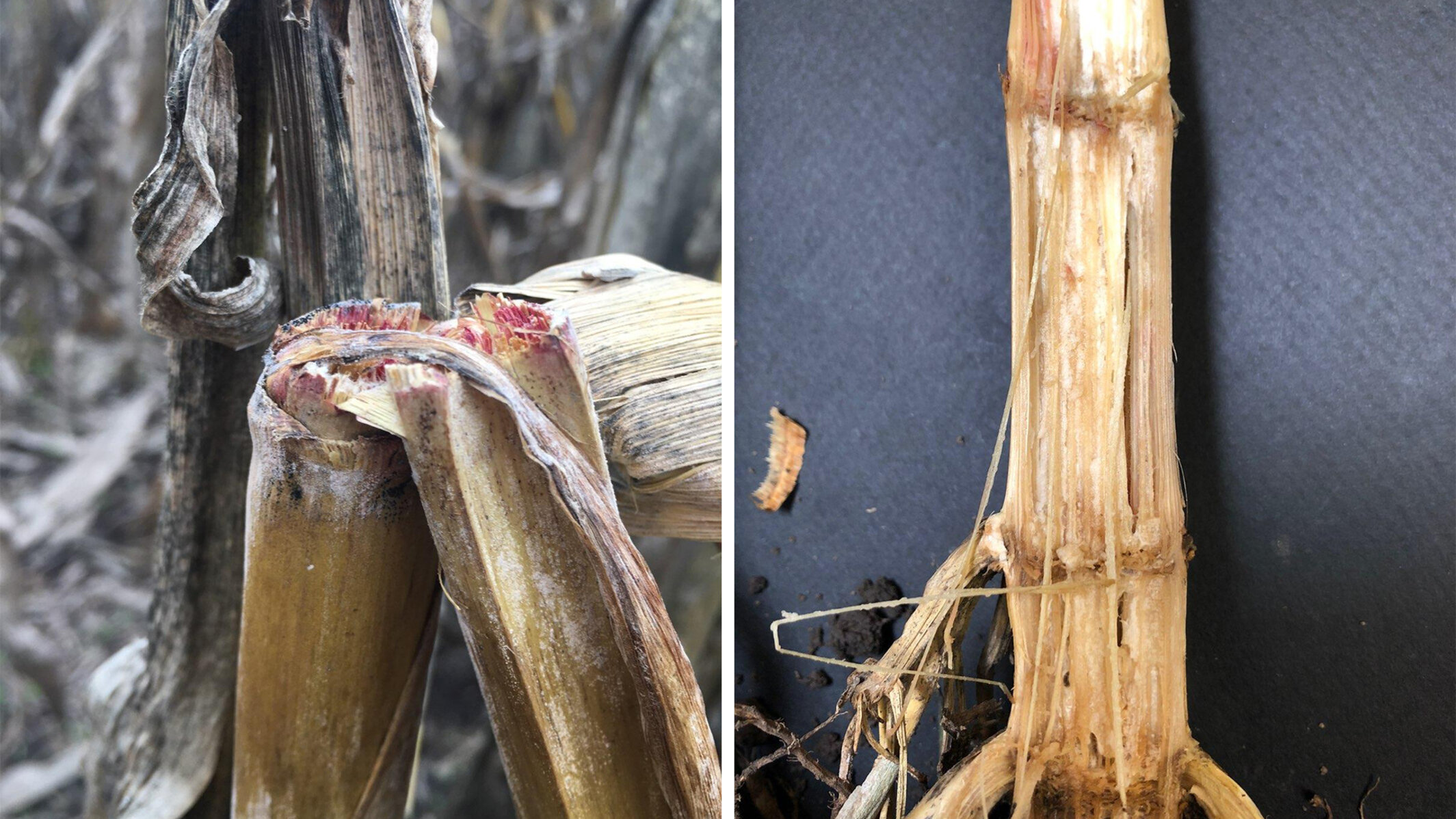 Stalk Rot Diseases in Nebraska Corn Fields | CropWatch | Nebraska