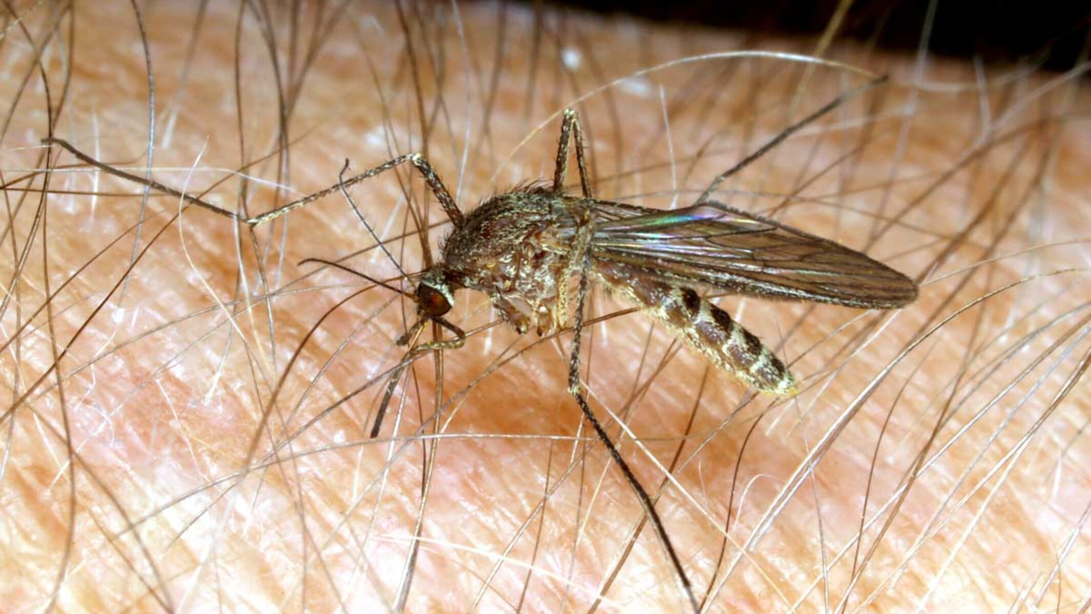 Best Repellents for Mosquitoes and Ticks | CropWatch | Nebraska