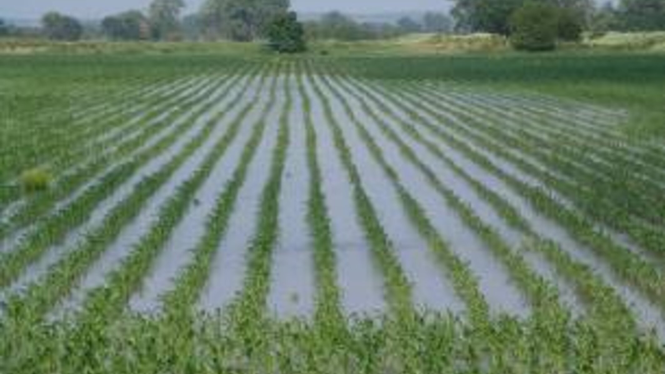 Flooding and Ponding in Corn | CropWatch | Nebraska