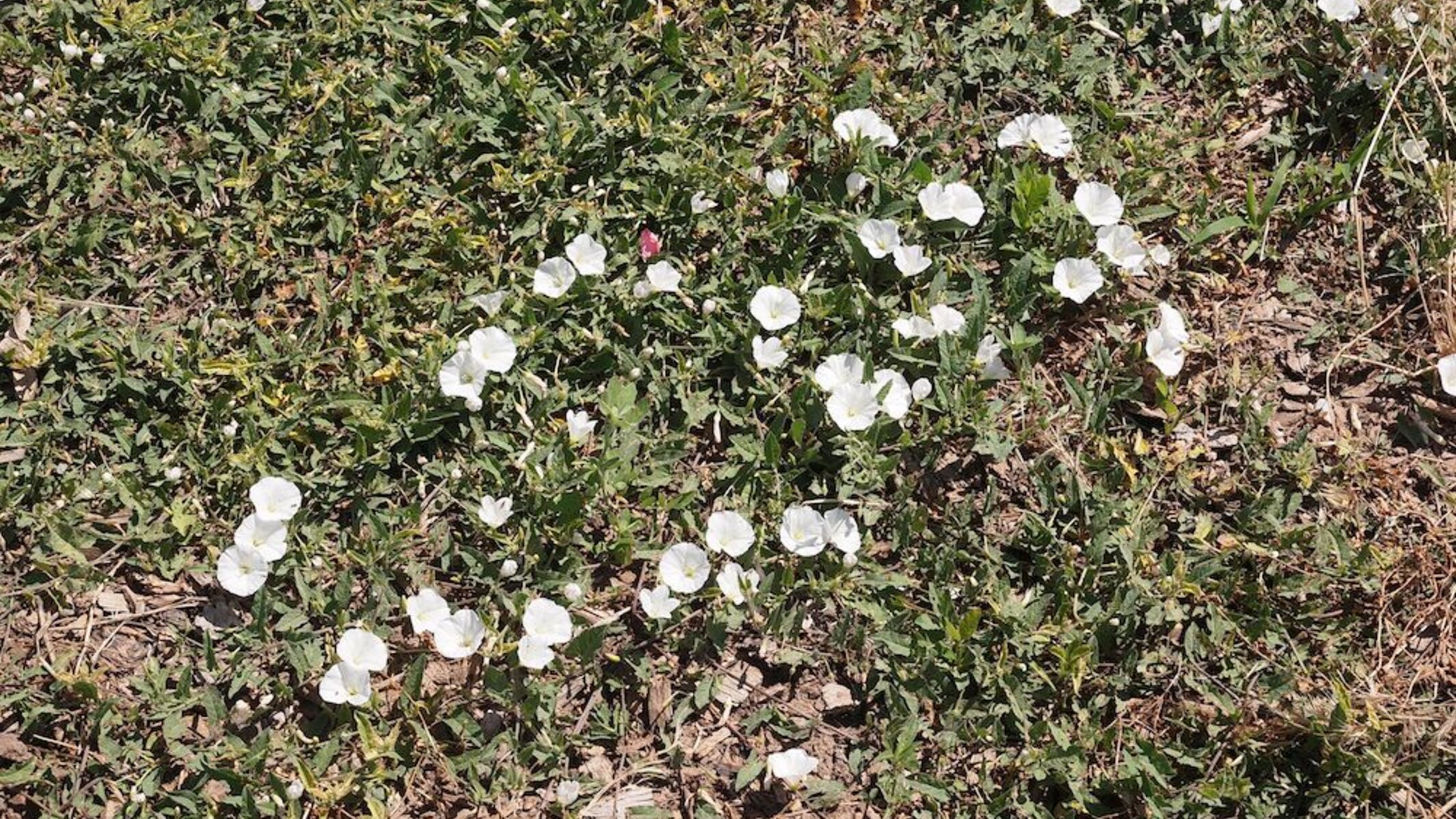 Nebraska Invasive Weed: Field Bindweed | CropWatch | Nebraska