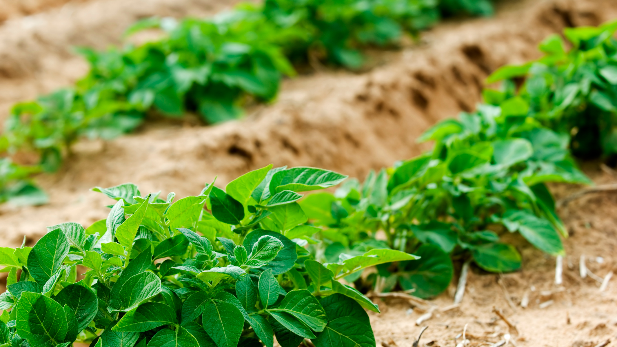 Potatoes | CropWatch | Nebraska