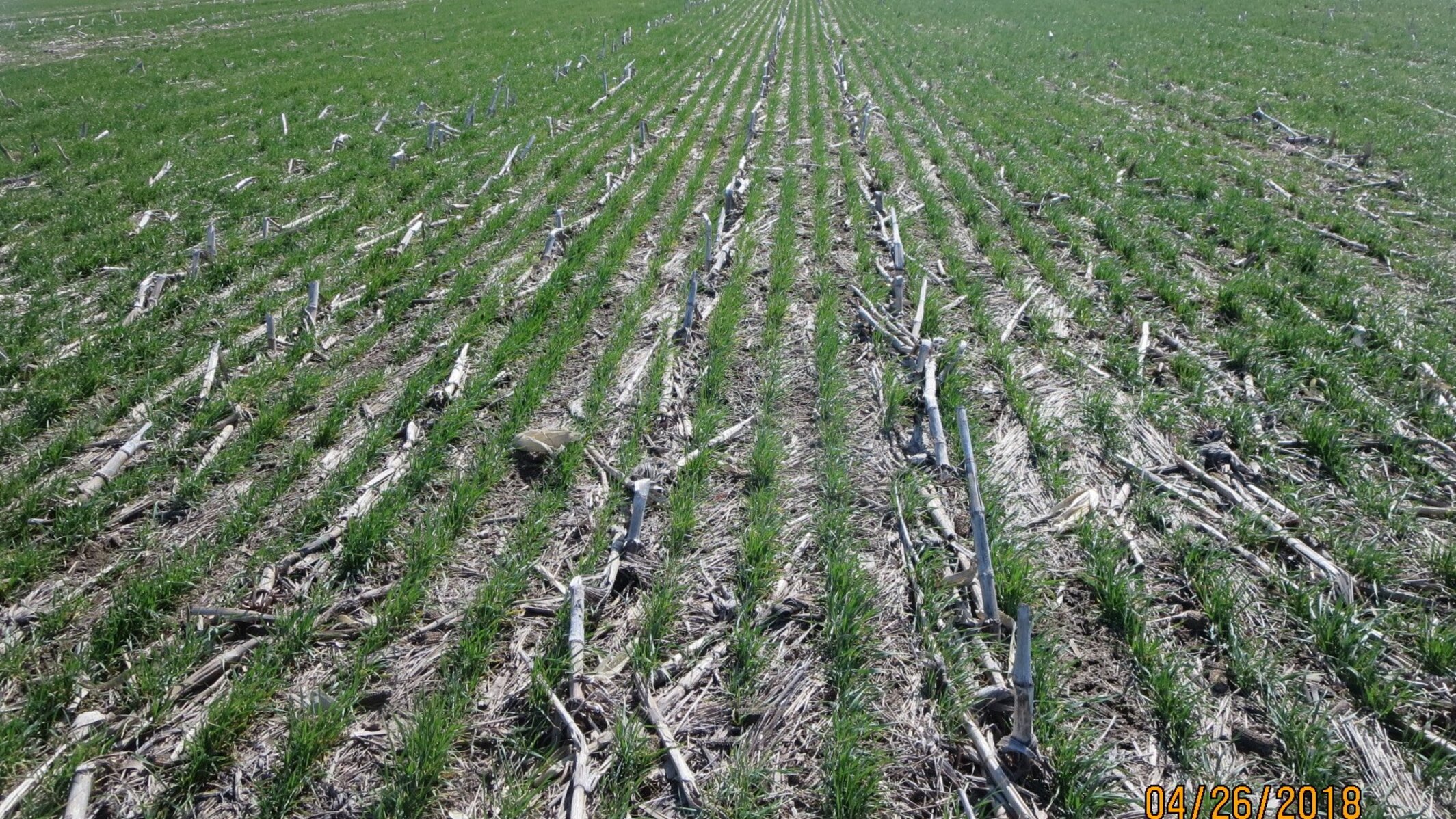Determining the Seeding Rate for Winter Wheat | CropWatch | Nebraska
