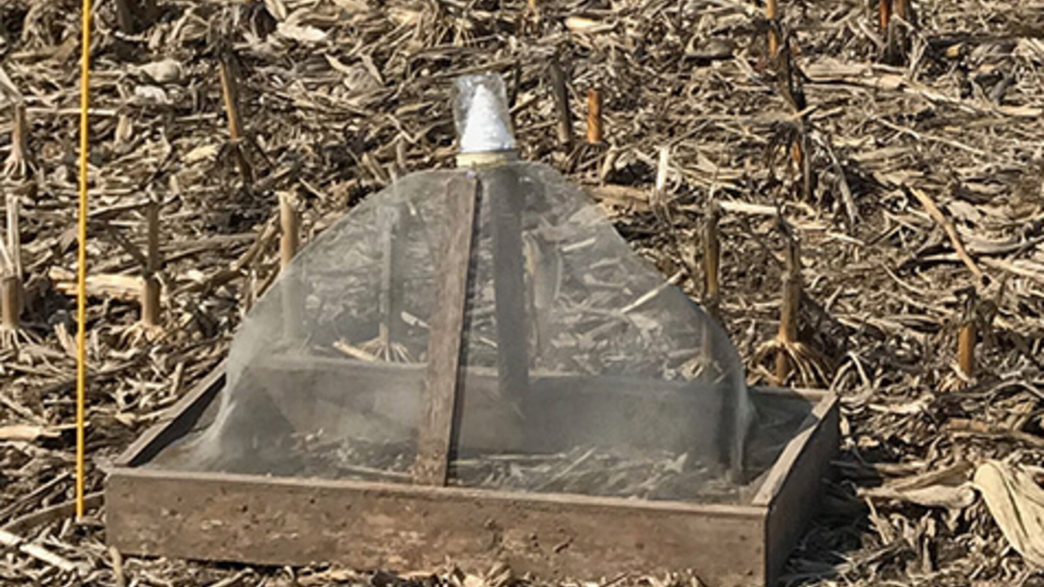 Alerts Available for Tracking Soybean Gall Midge | CropWatch | Nebraska