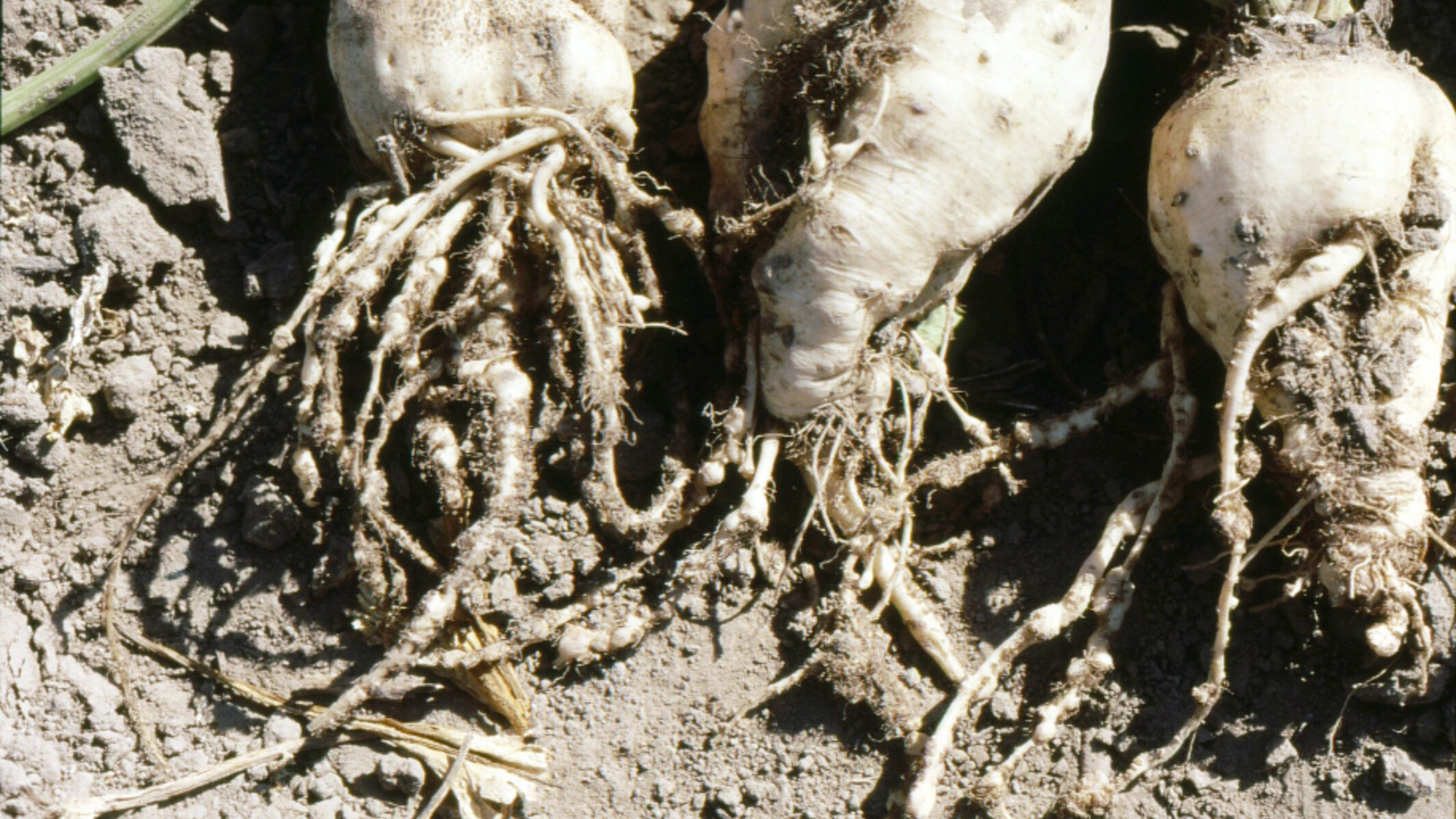 Sugarbeet Disease Management | CropWatch | Nebraska