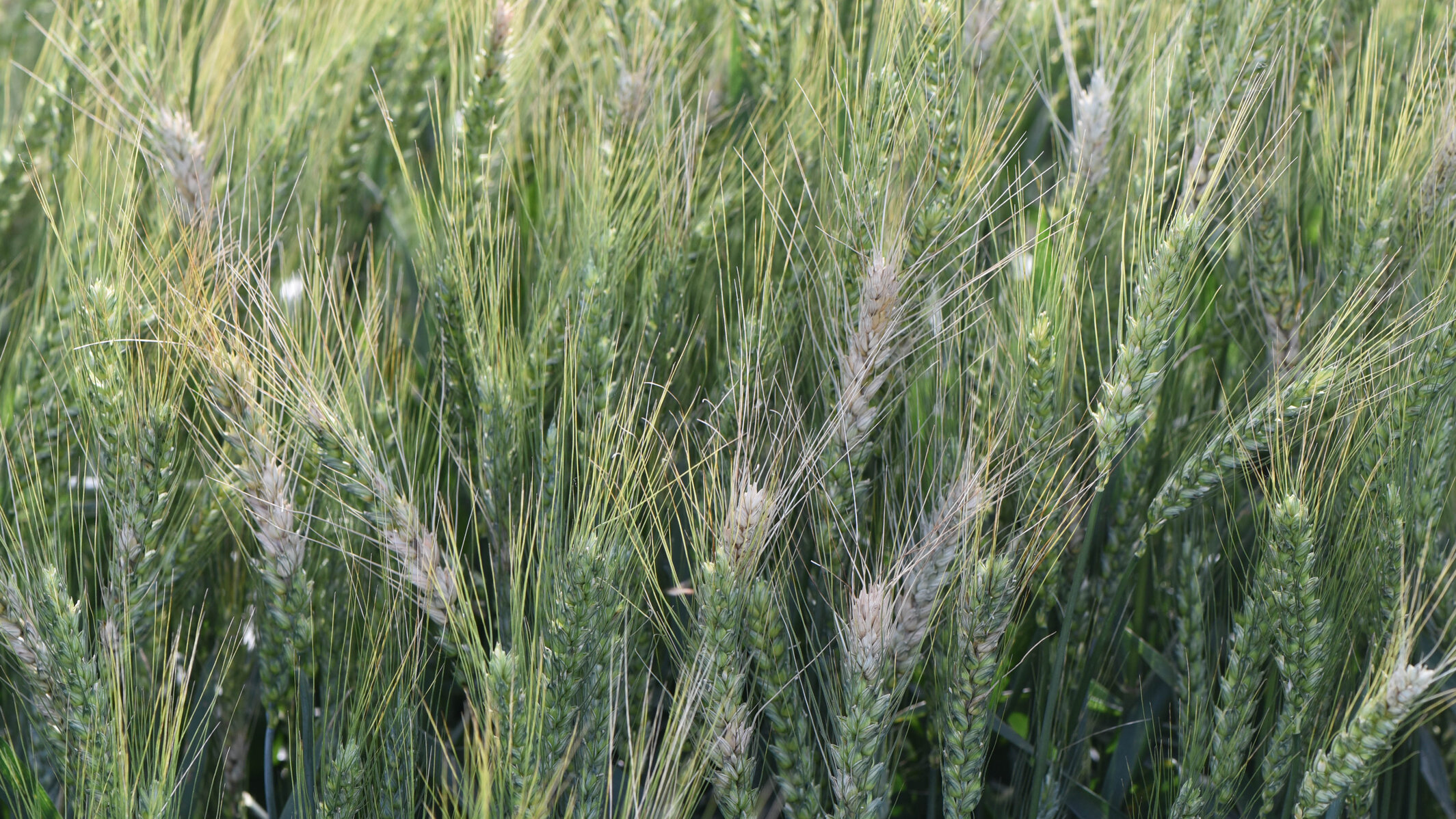 Wheat Disease Update: Fusarium Head Blight | CropWatch | Nebraska