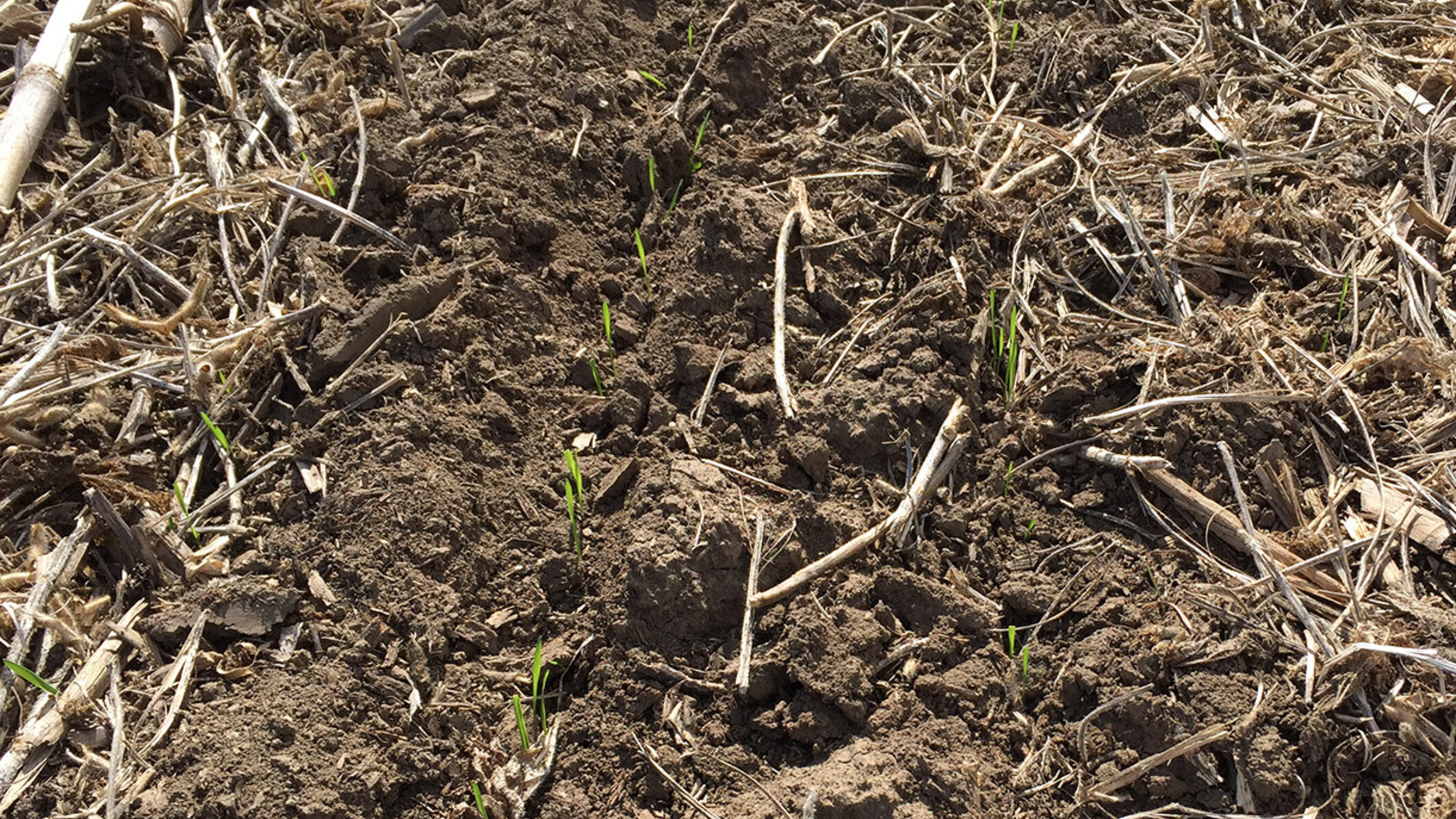 Wheat Planting Practices for Eastern Nebraska | CropWatch | Nebraska