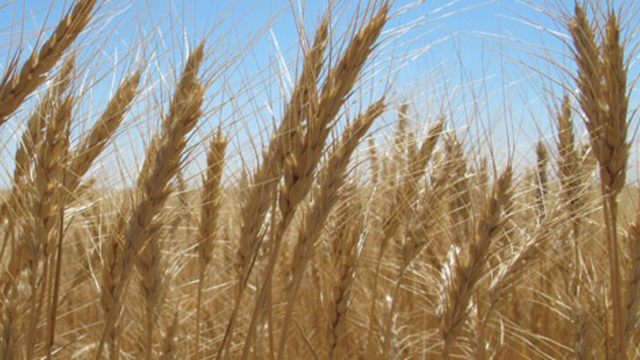 Recap of 2017 Western Nebraska Wheat Crop and Implications for 2018 ...