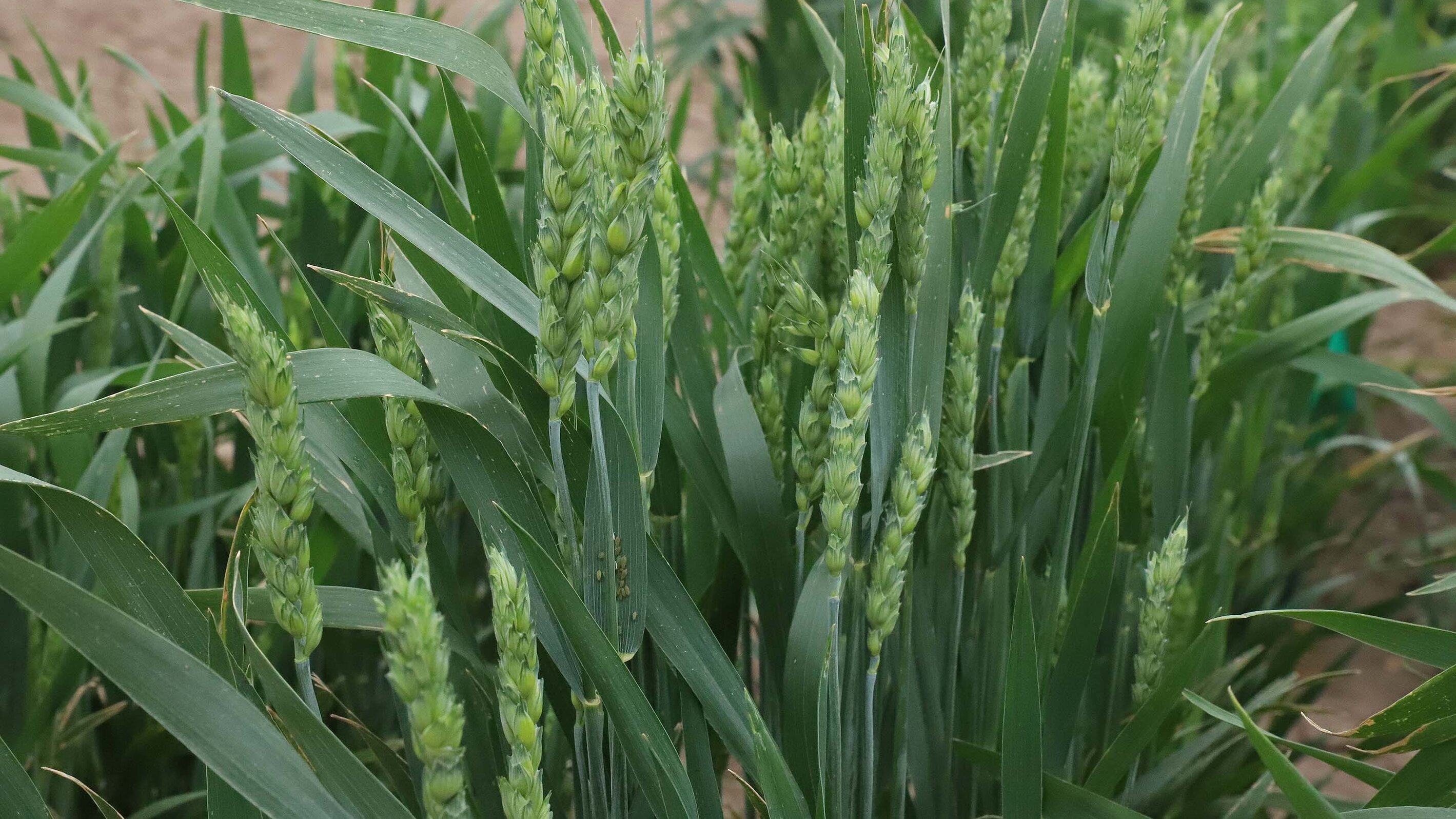 Small Grains Improvement Team Releases Two New Winter Wheat Varieties ...