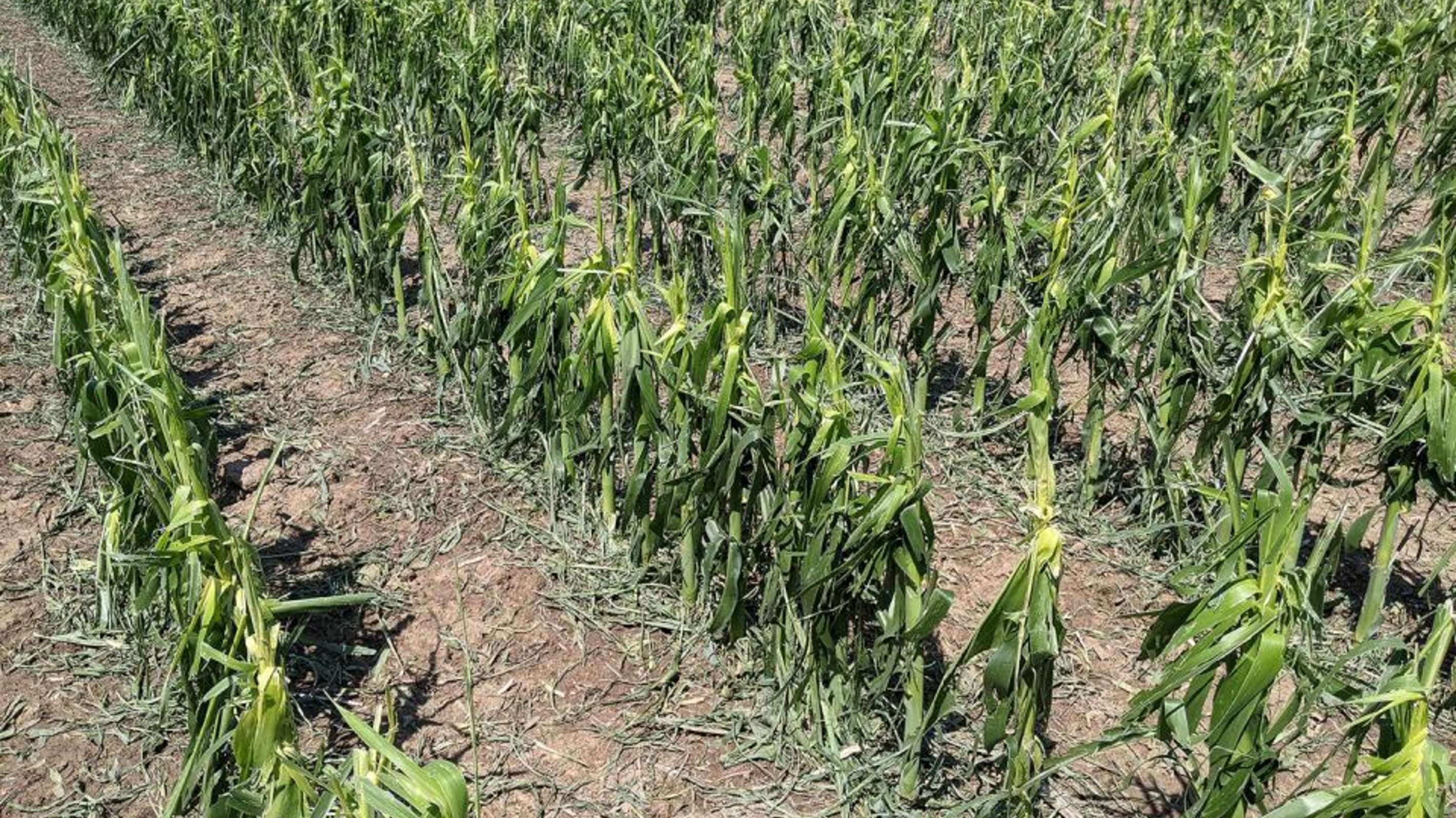 Pasture and Forage Minute: Making Decisions on Weather-damaged Crops ...