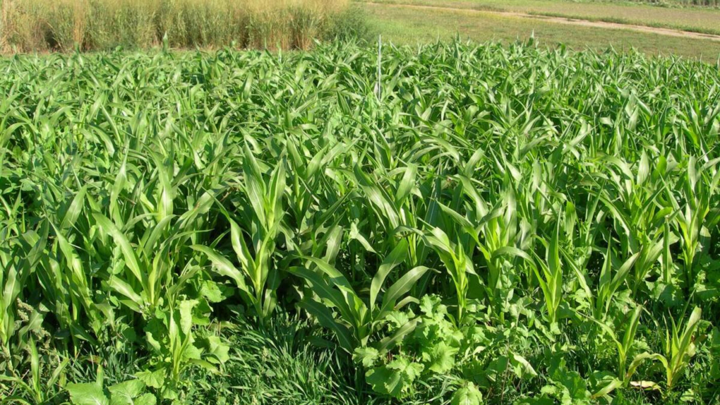 Pasture and Forage Minute: Corn Silage Strategies | CropWatch | Nebraska