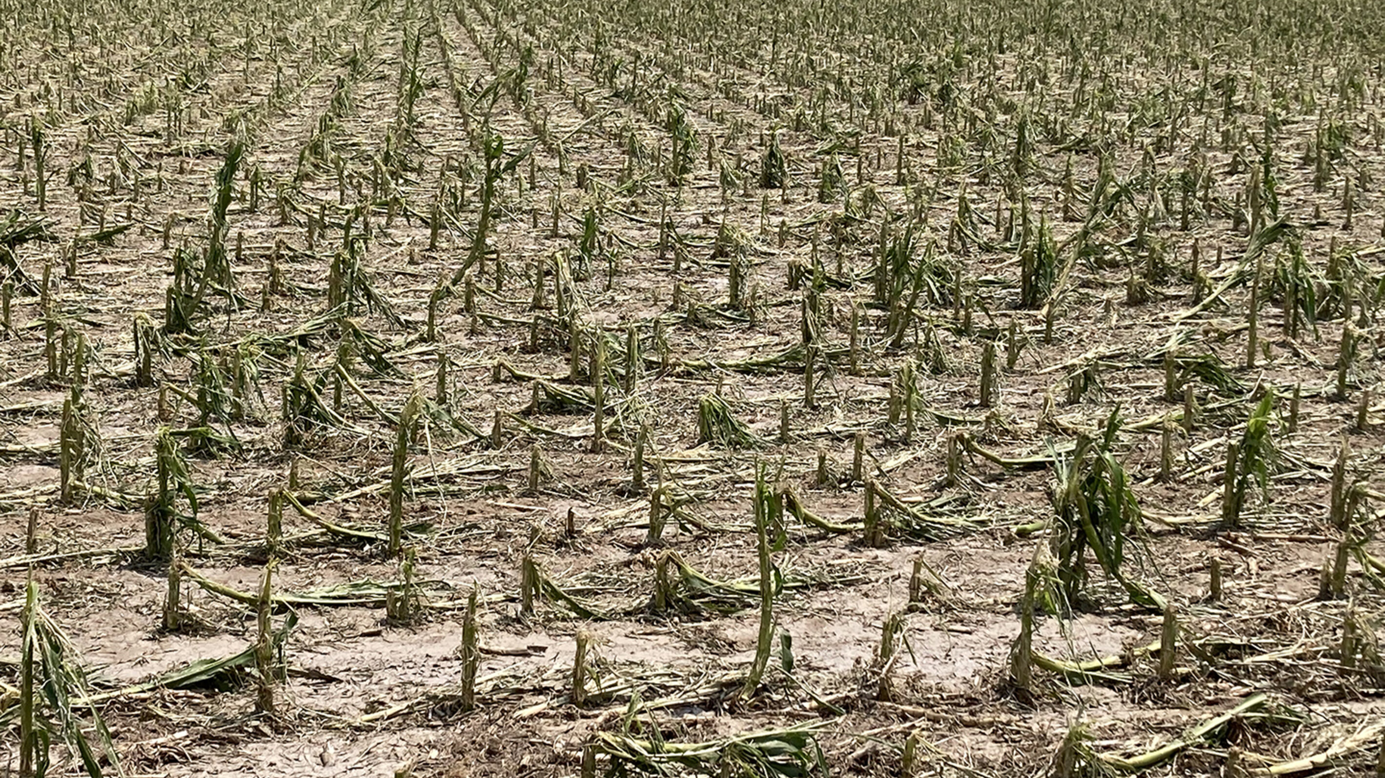 Farmers: Know How to Respond to Hail Damage | CropWatch | Nebraska