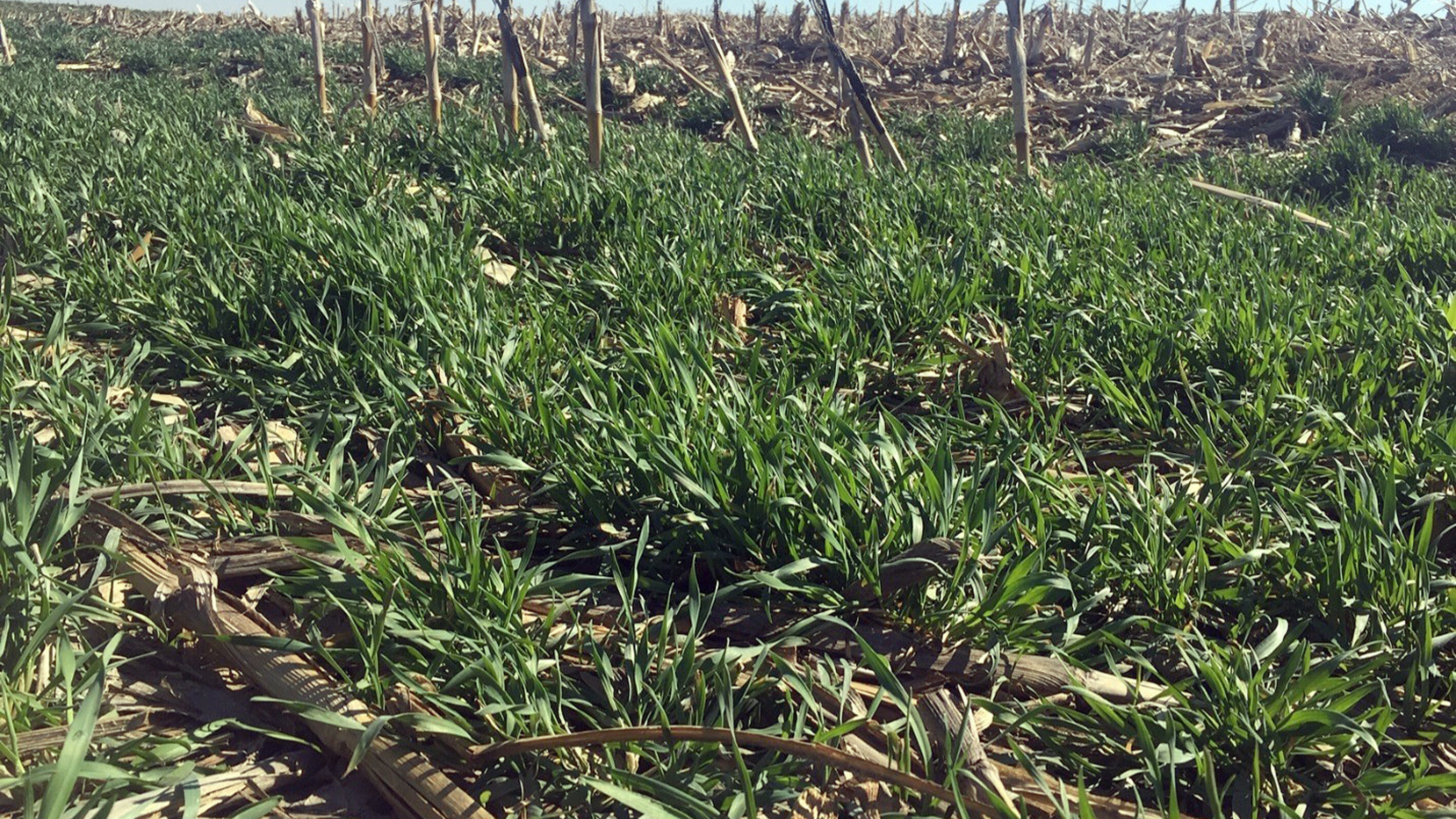 Using Cover Crops to Reduce Nitrate Leaching in the Waverly Wellhead ...