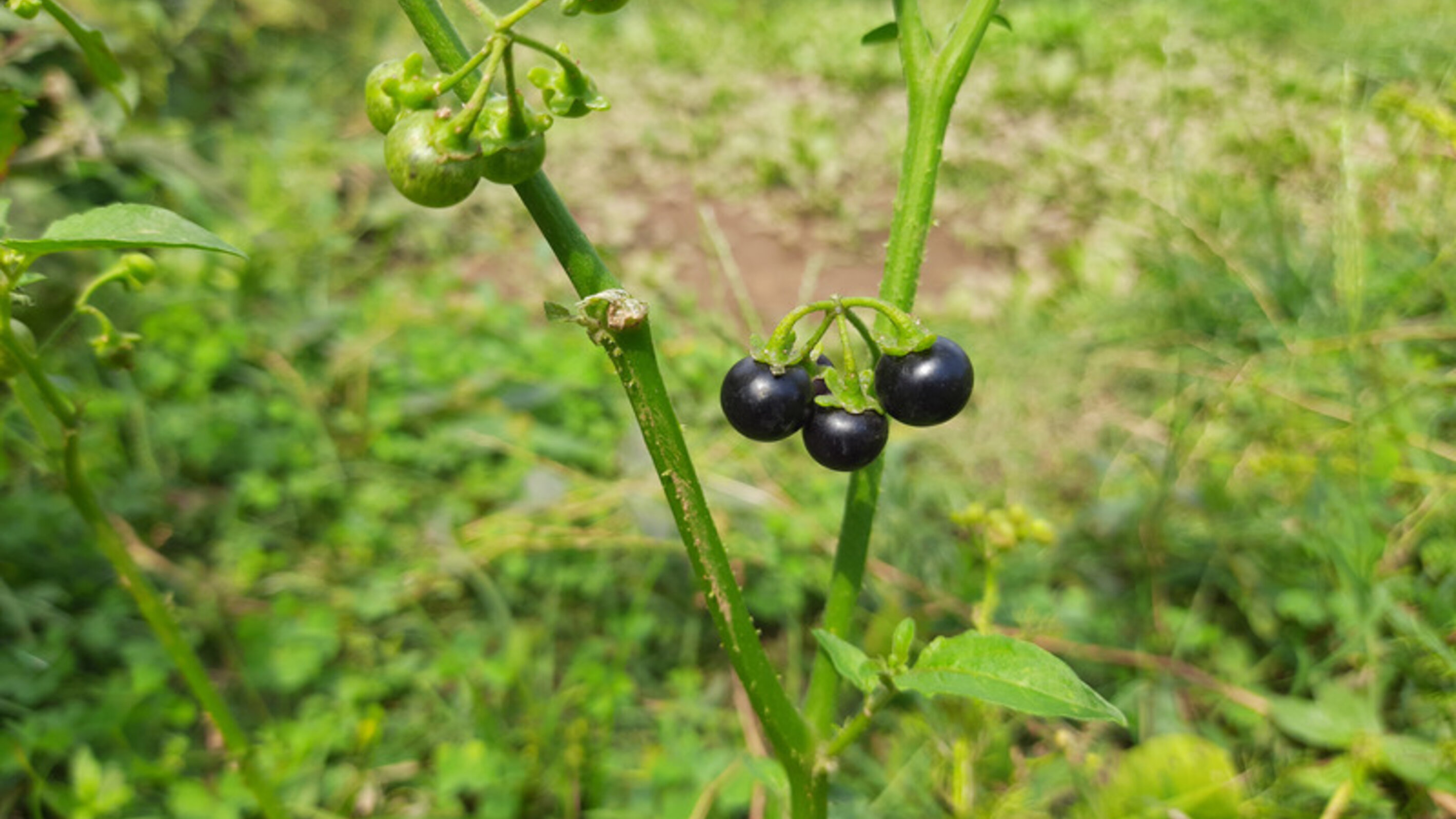 Pasture and Forage Minute: Nightshade Poisoning, Planning Forage During ...