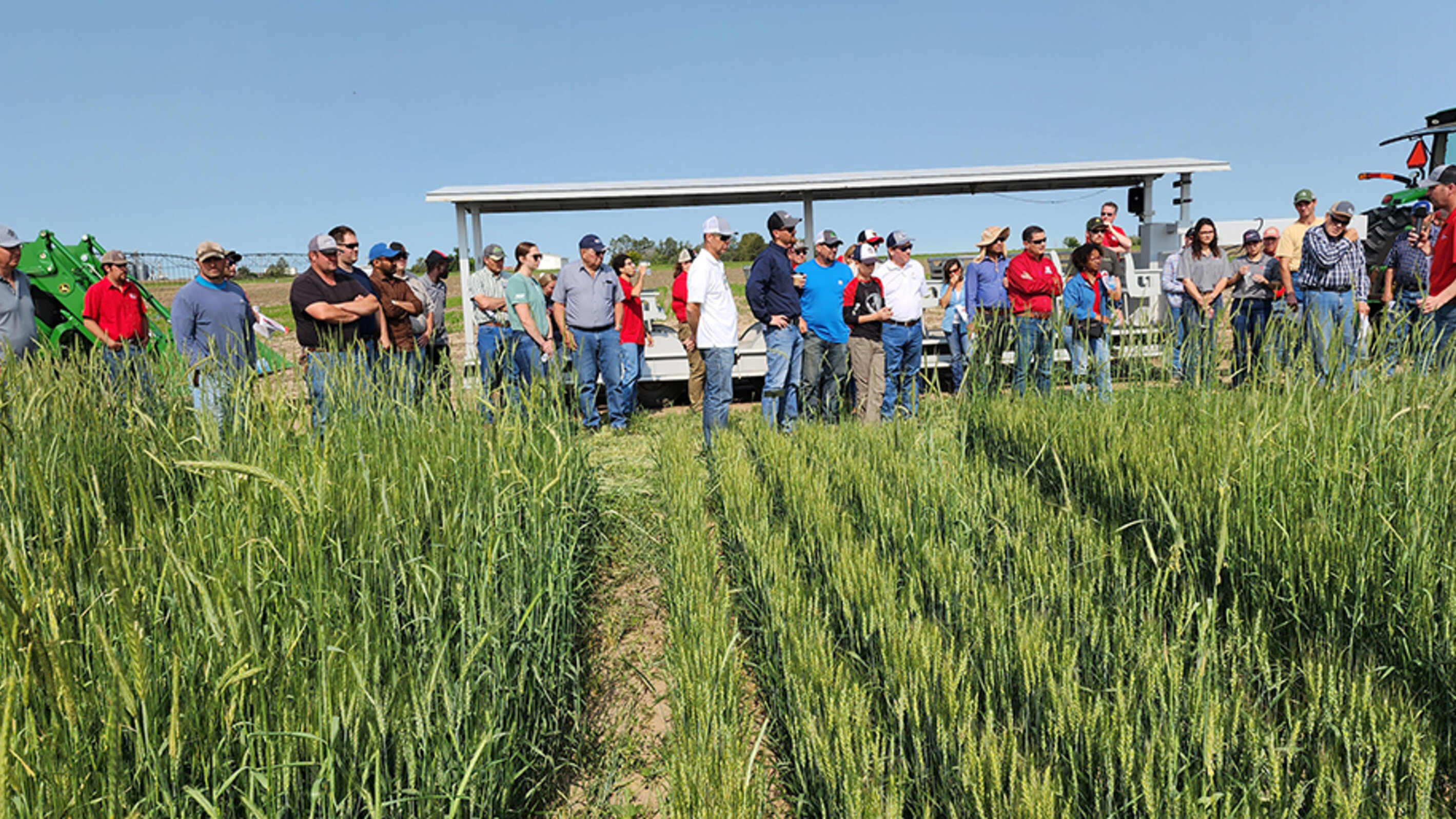 Wheat Disease Update: Overview of the 2023 Growing Season | CropWatch ...