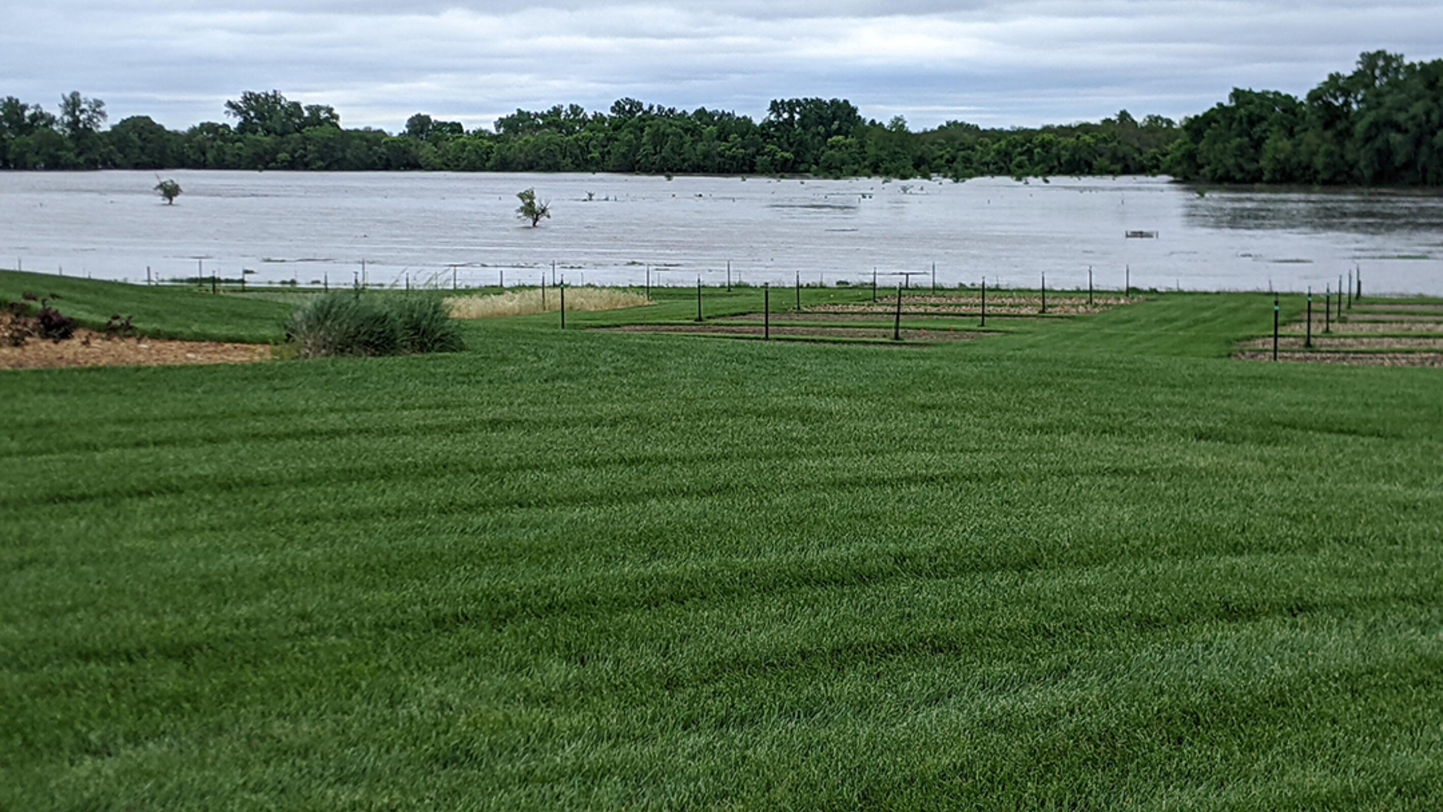 Q/A: What Impact Does Flooding and Saturated Soils Have on Wheat and ...