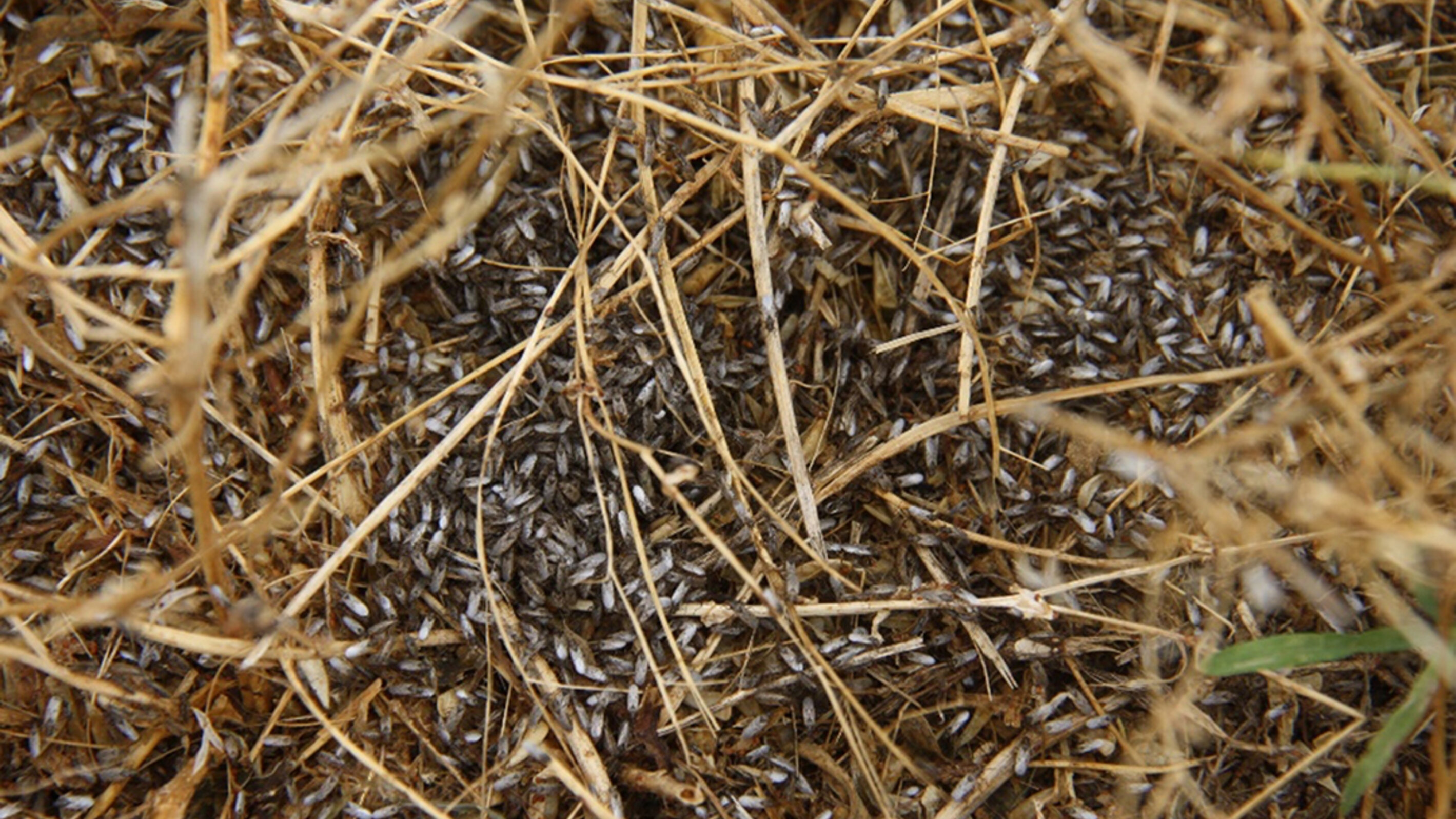 False Chinch Bugs Found in Nebraska | CropWatch | Nebraska