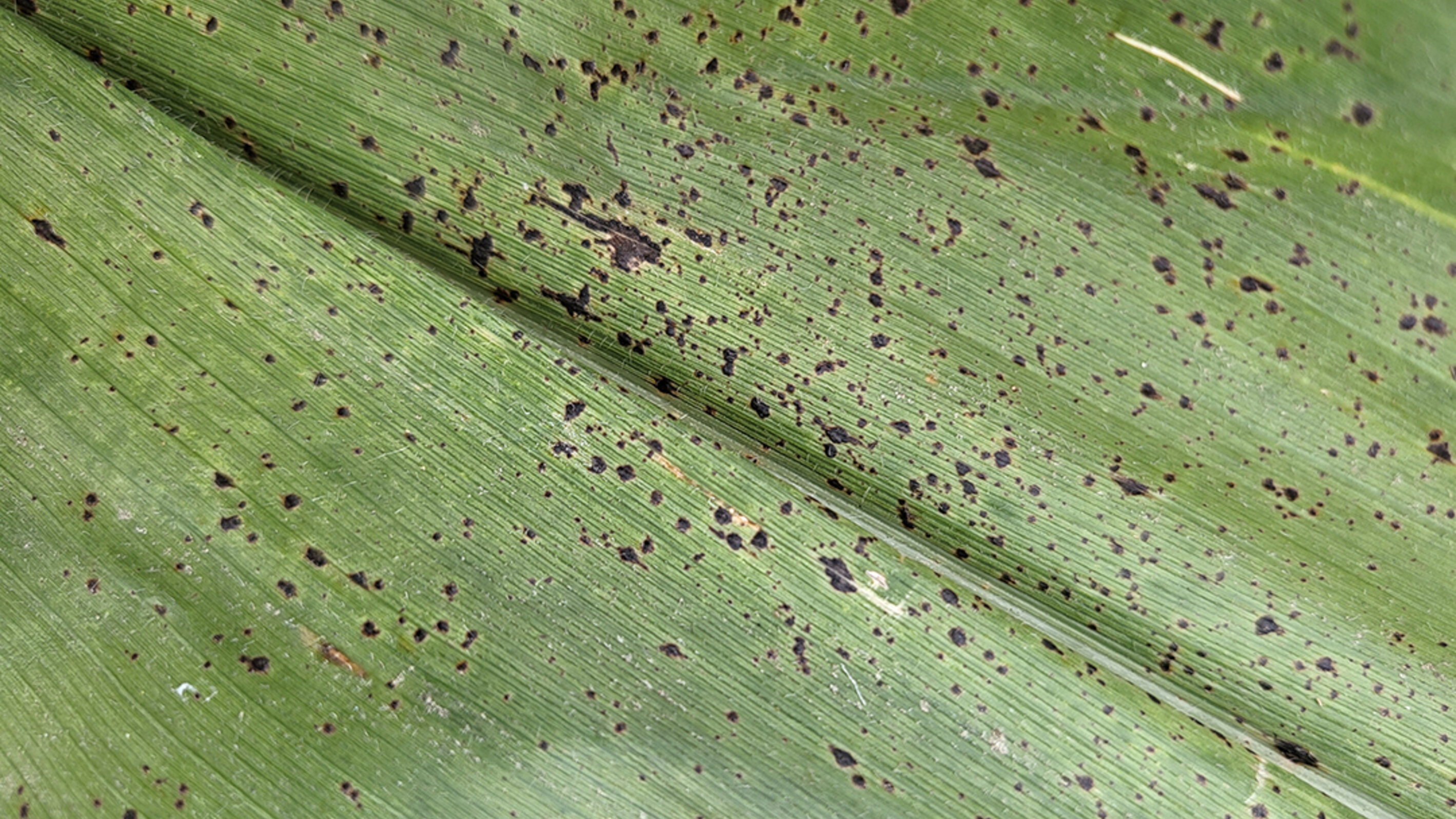 Corn Diseases Developing in Some Fields — What To Watch | CropWatch ...
